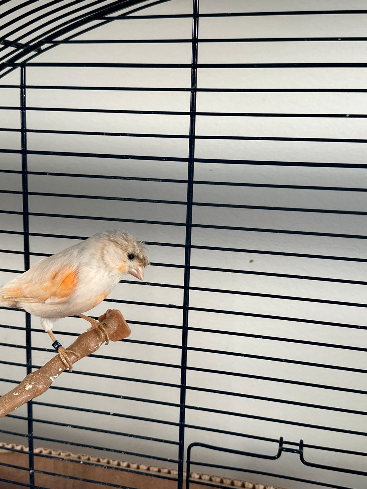 Kanarialintu pari | Tori