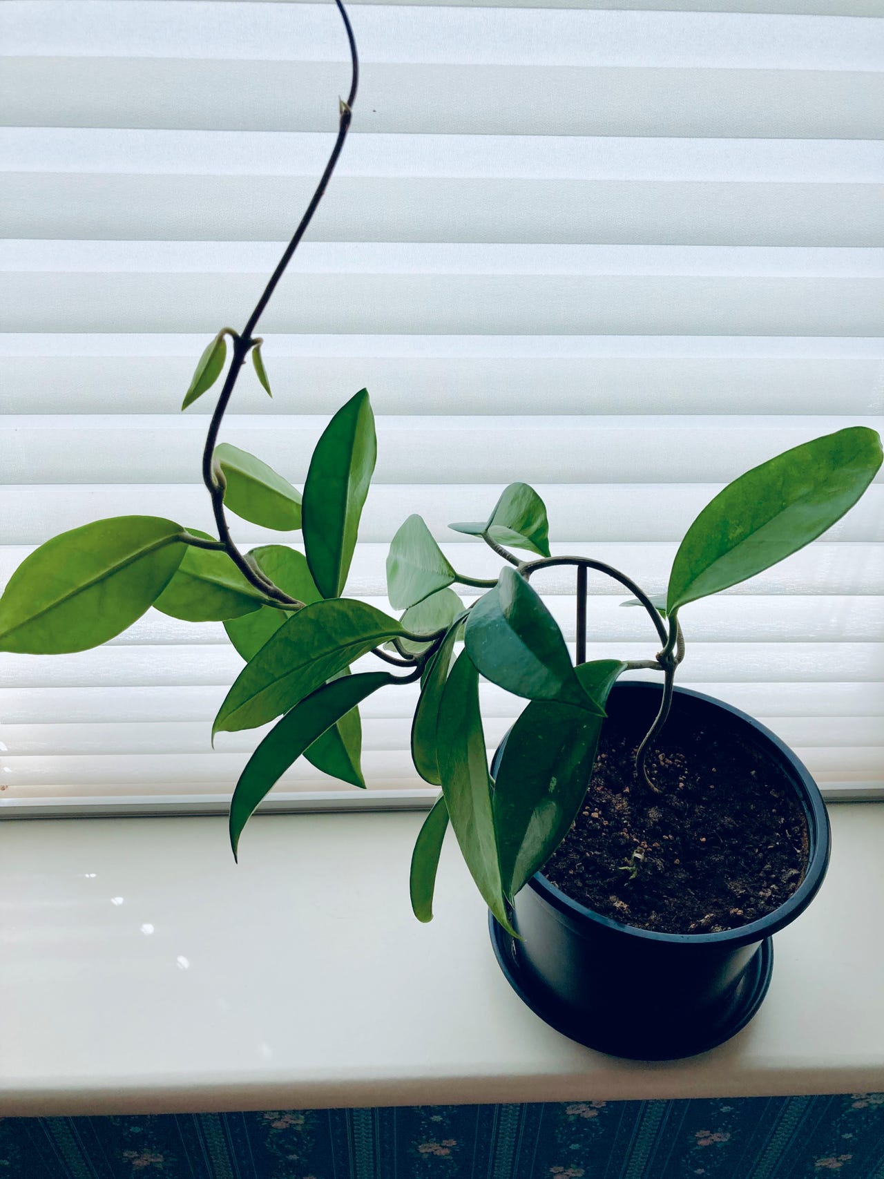 H. Carnosa Iso posliinikukka, reilun kokoinen hyvin juurtunut pistokas ...