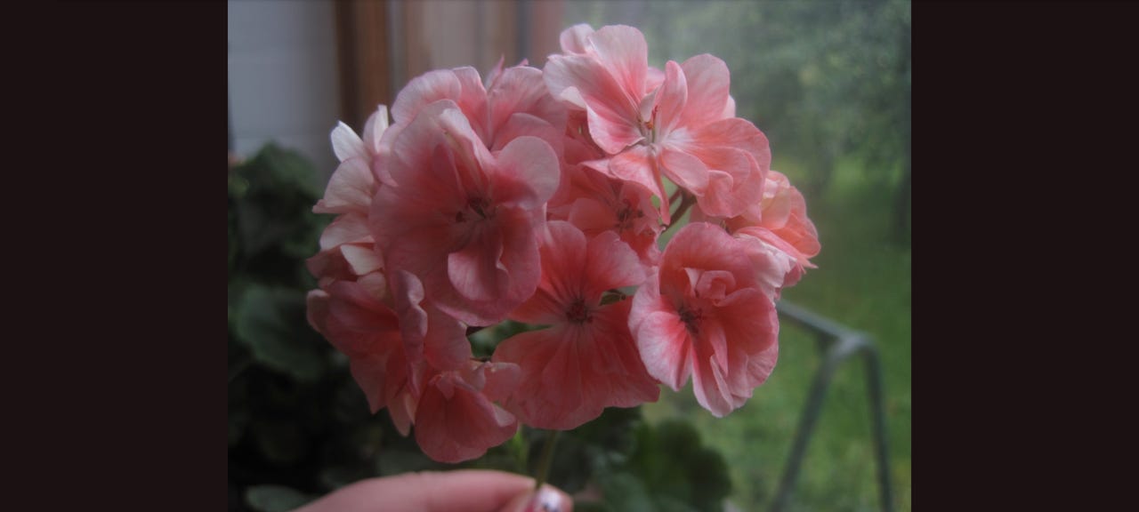 'Askola' pelargonin alku | Tori