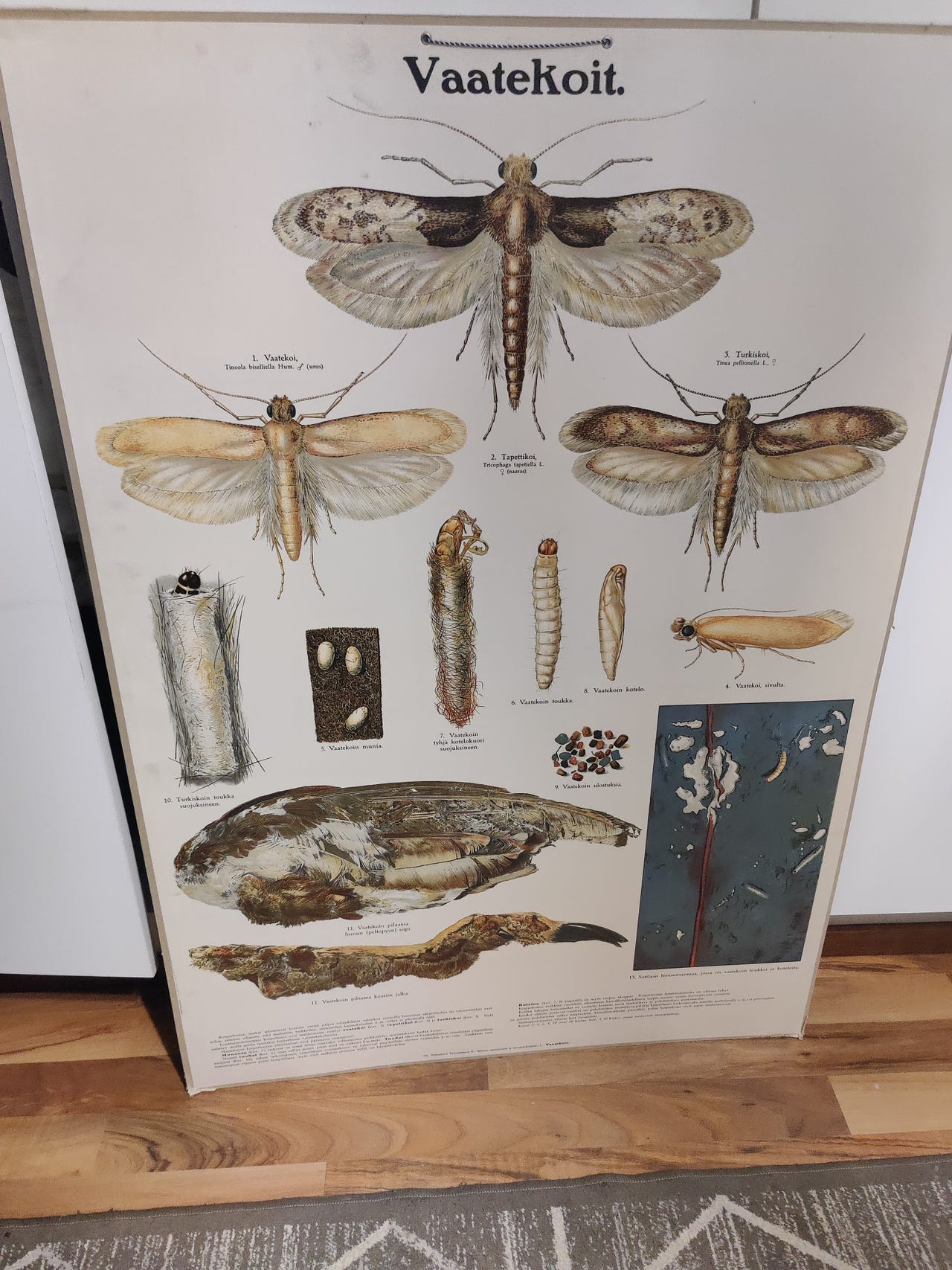 Opetustaulu, vaatekoi | Tori