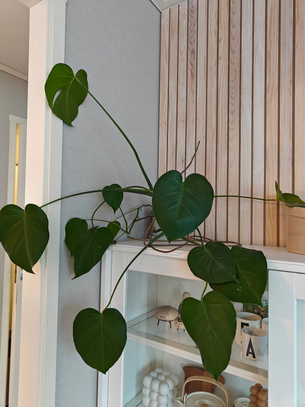 Peikonlehti ruukussaan | Tori