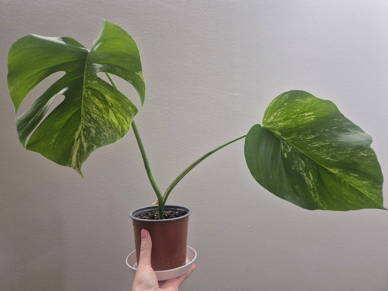 Monstera variegata | Tori