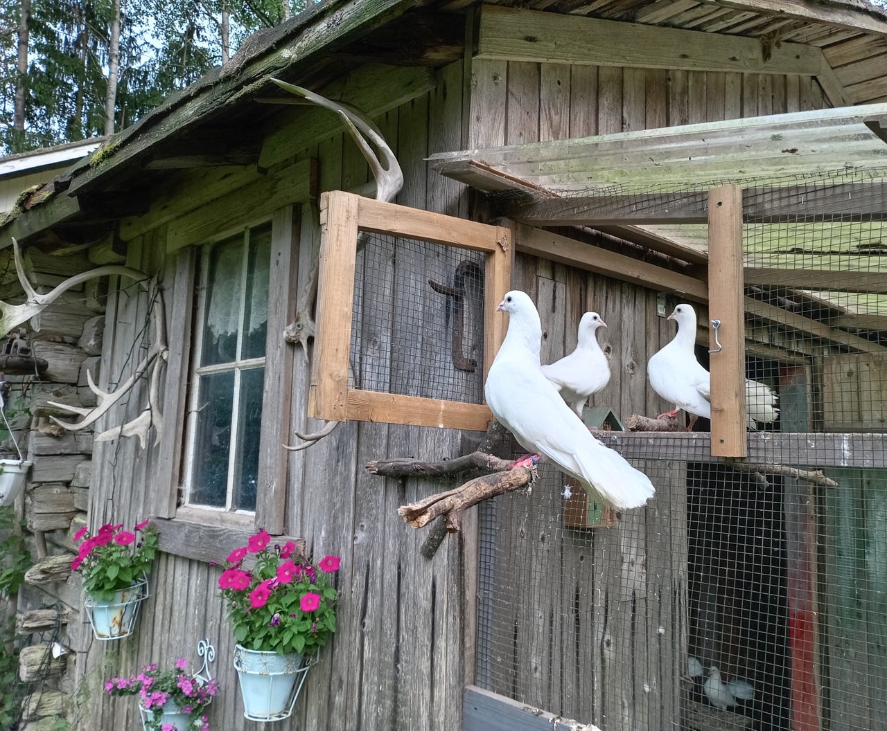 Riikinkukkokyyhkyjä | Tori