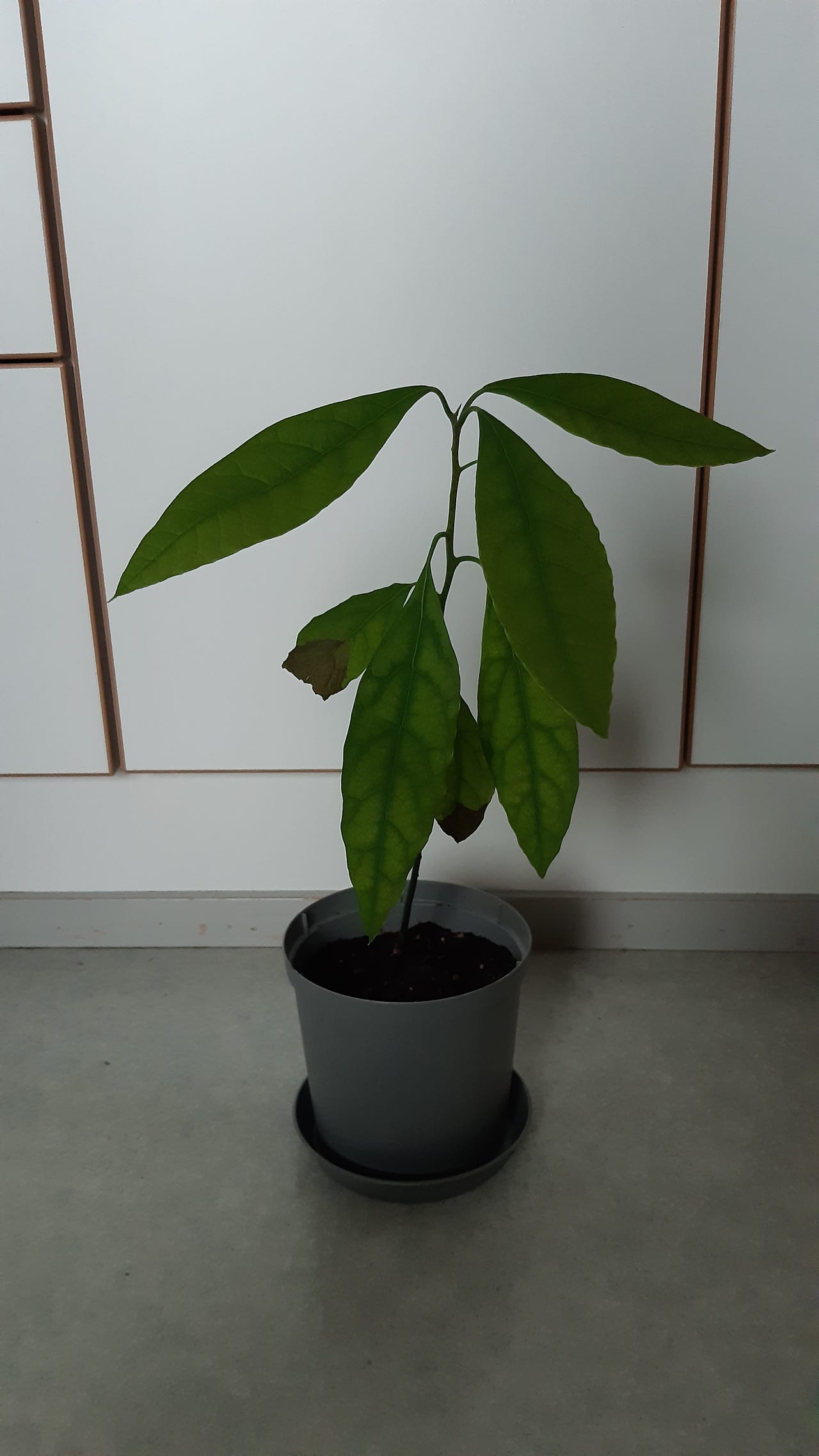 Avokado kasvi #4 | Tori