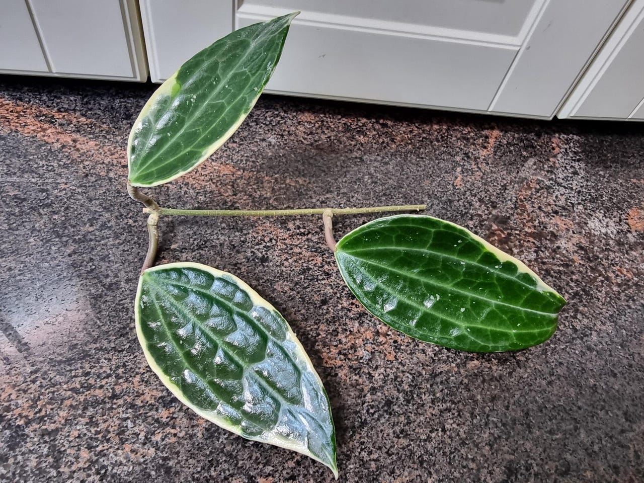 Hoya Latifolia albomarginata pistokakkaita | Tori