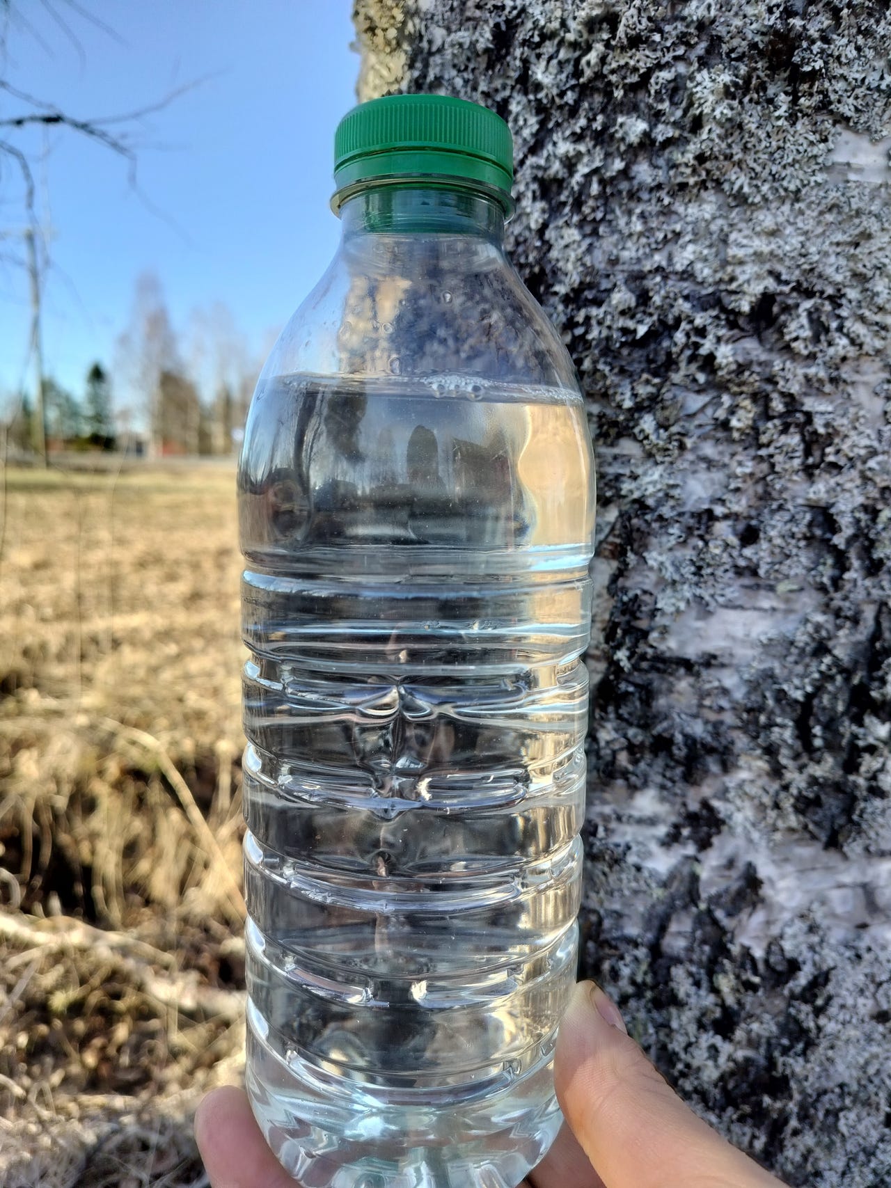 Koivun tuoretta mahlaa. | Tori