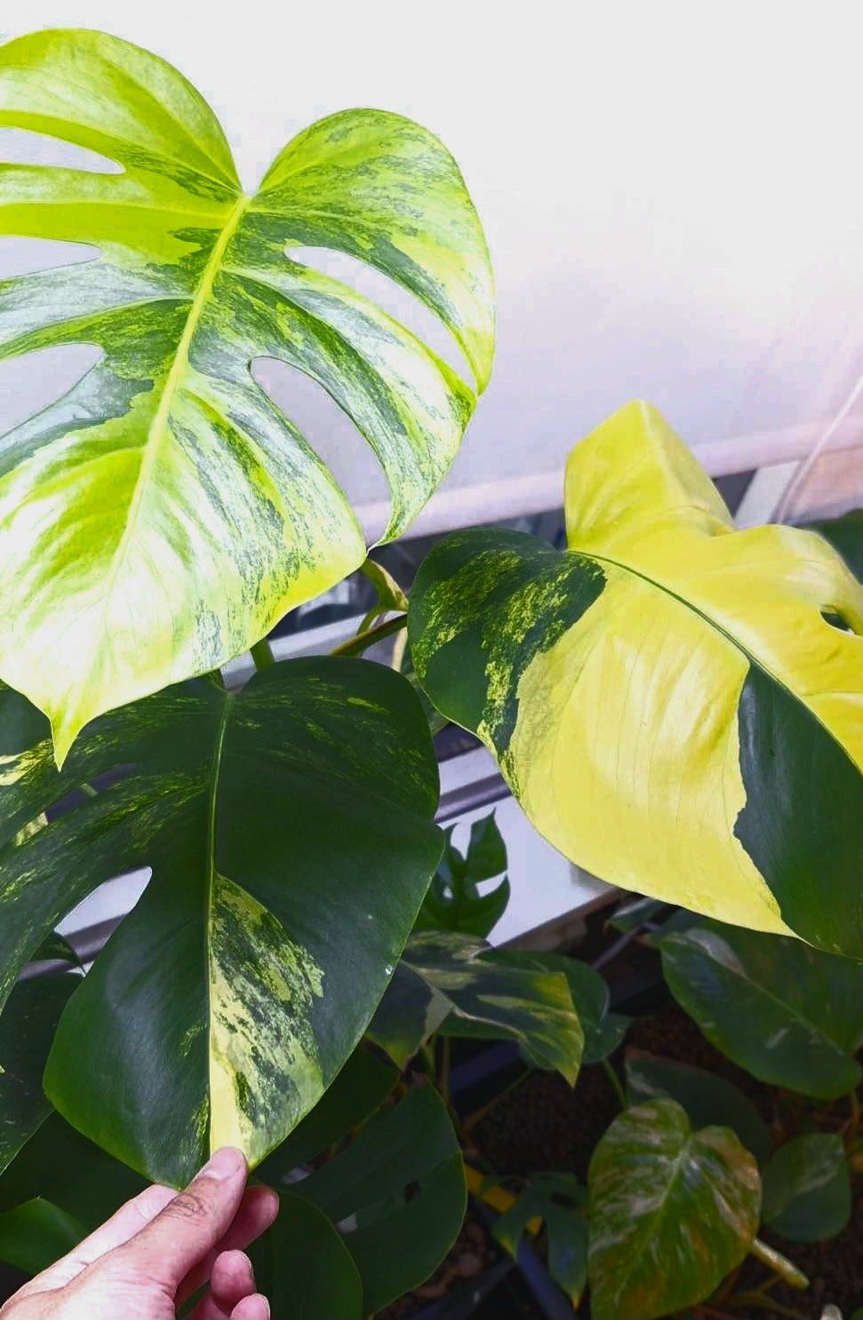 Monstera aurea tri color | Tori