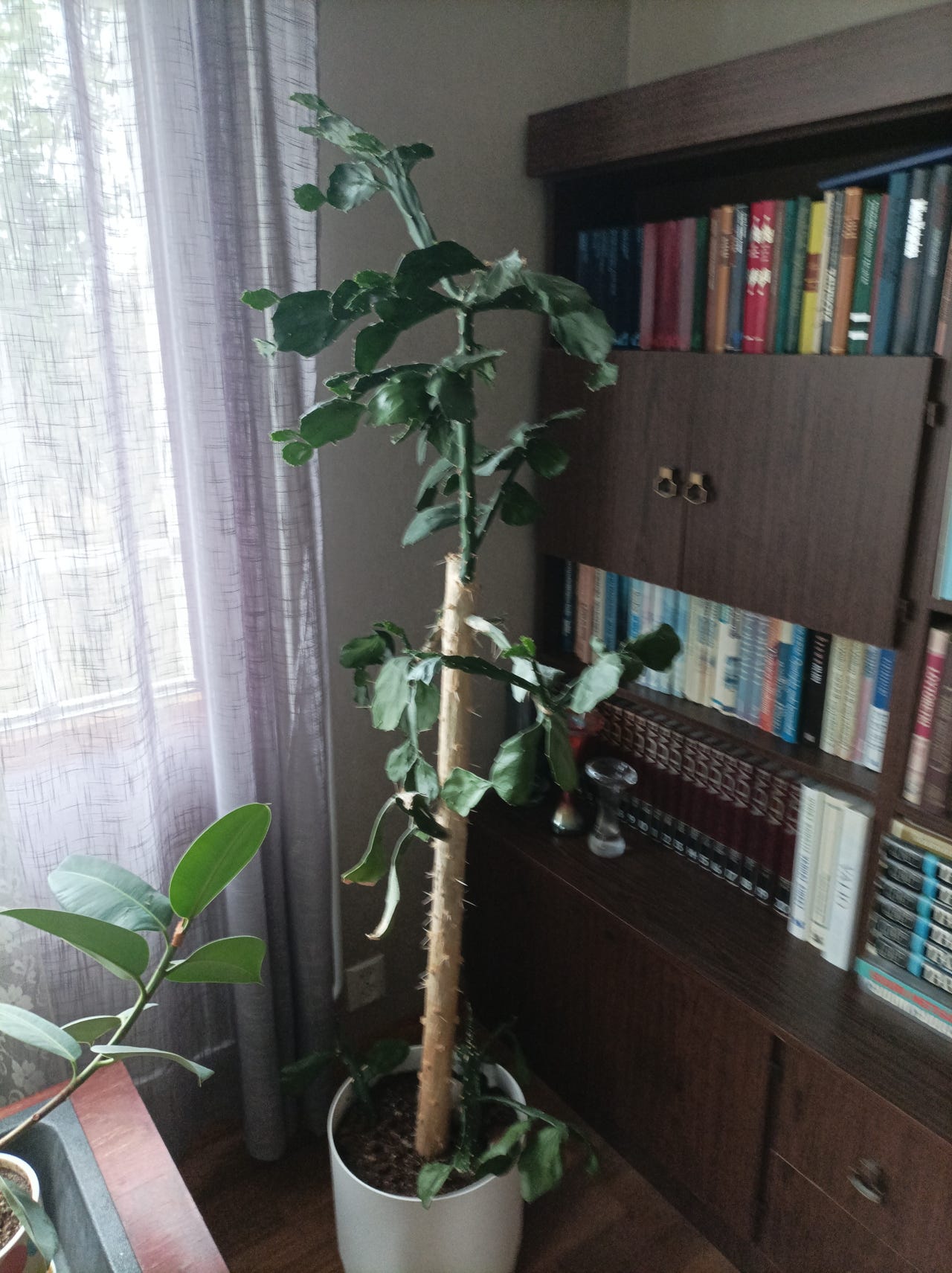 Isot viherkasvit | Tori