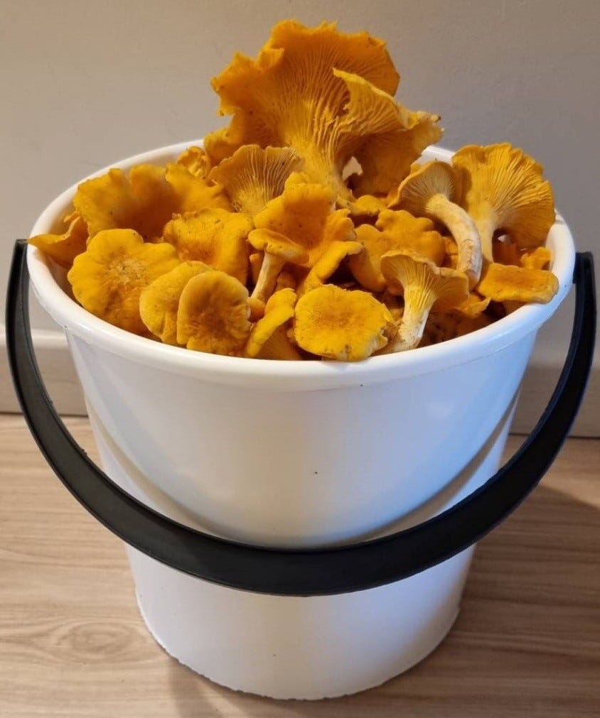 KANTARELLIT 10 litran ämpärissä | Tori