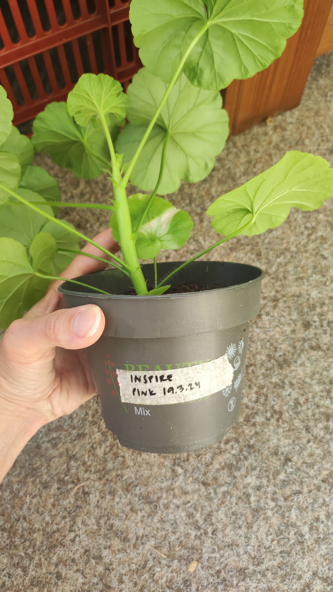 Inspire pink pelargonin taimi | Tori