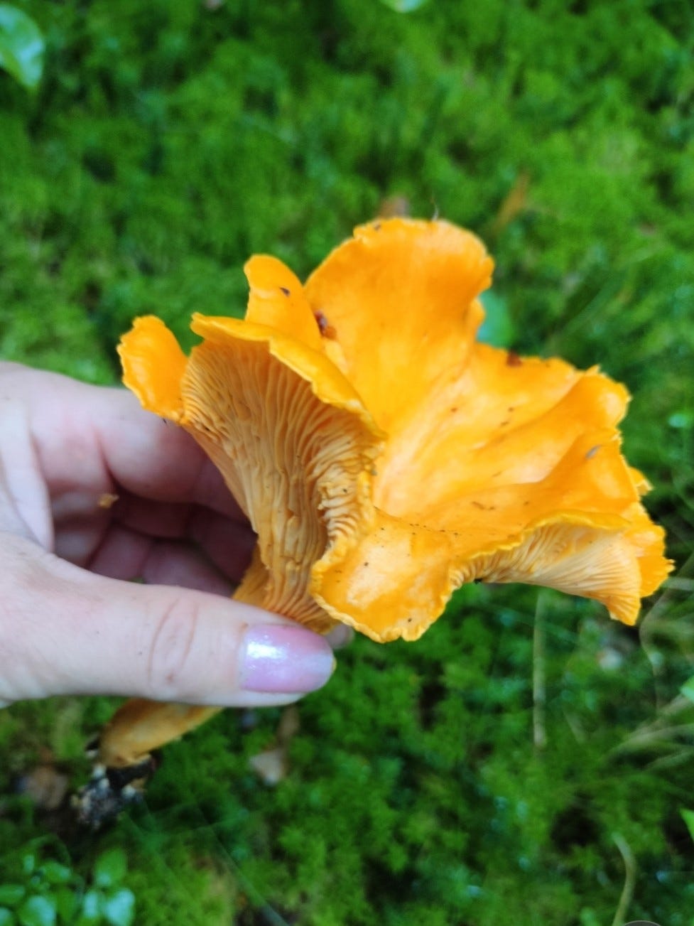 Kanttarelleja, kantarelli | Tori