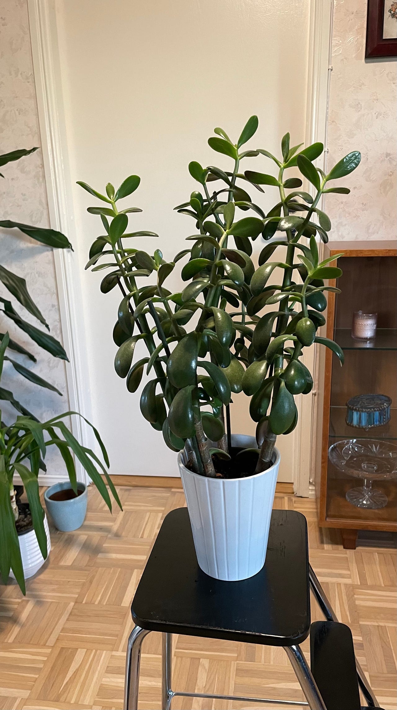 Rahapuu viherkasvi | Tori