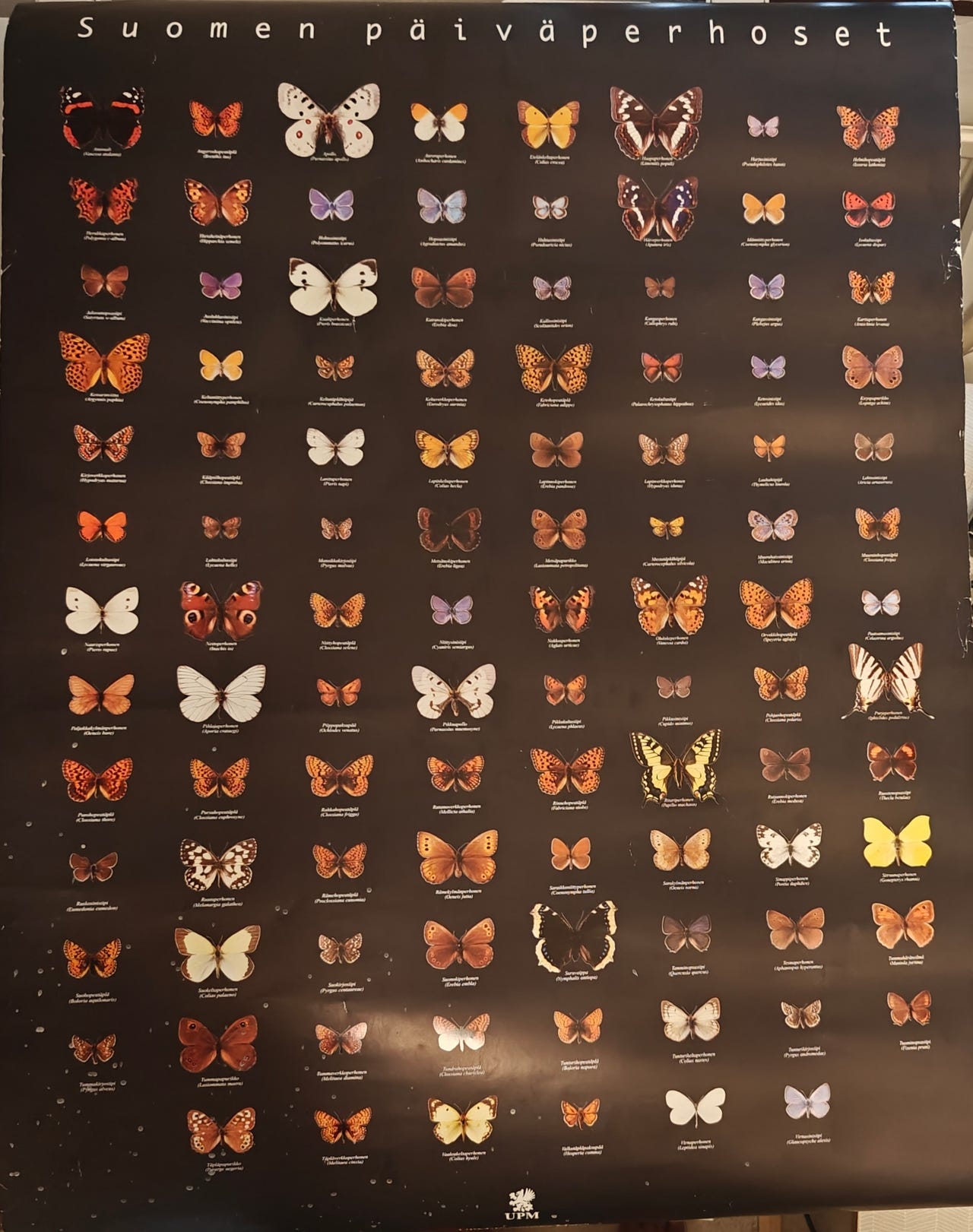 Suomen perhoset iso juliste | Tori