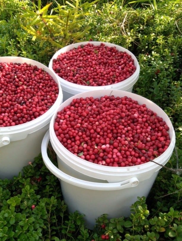 Puolukka 10 l | Tori