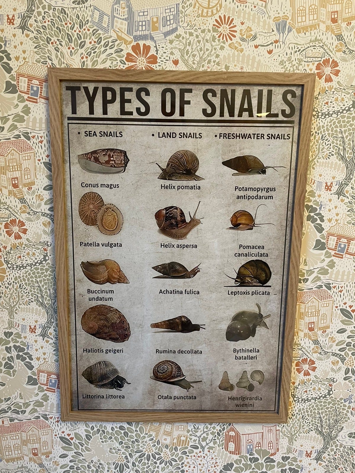 Etana-juliste 50*70cm | Tori