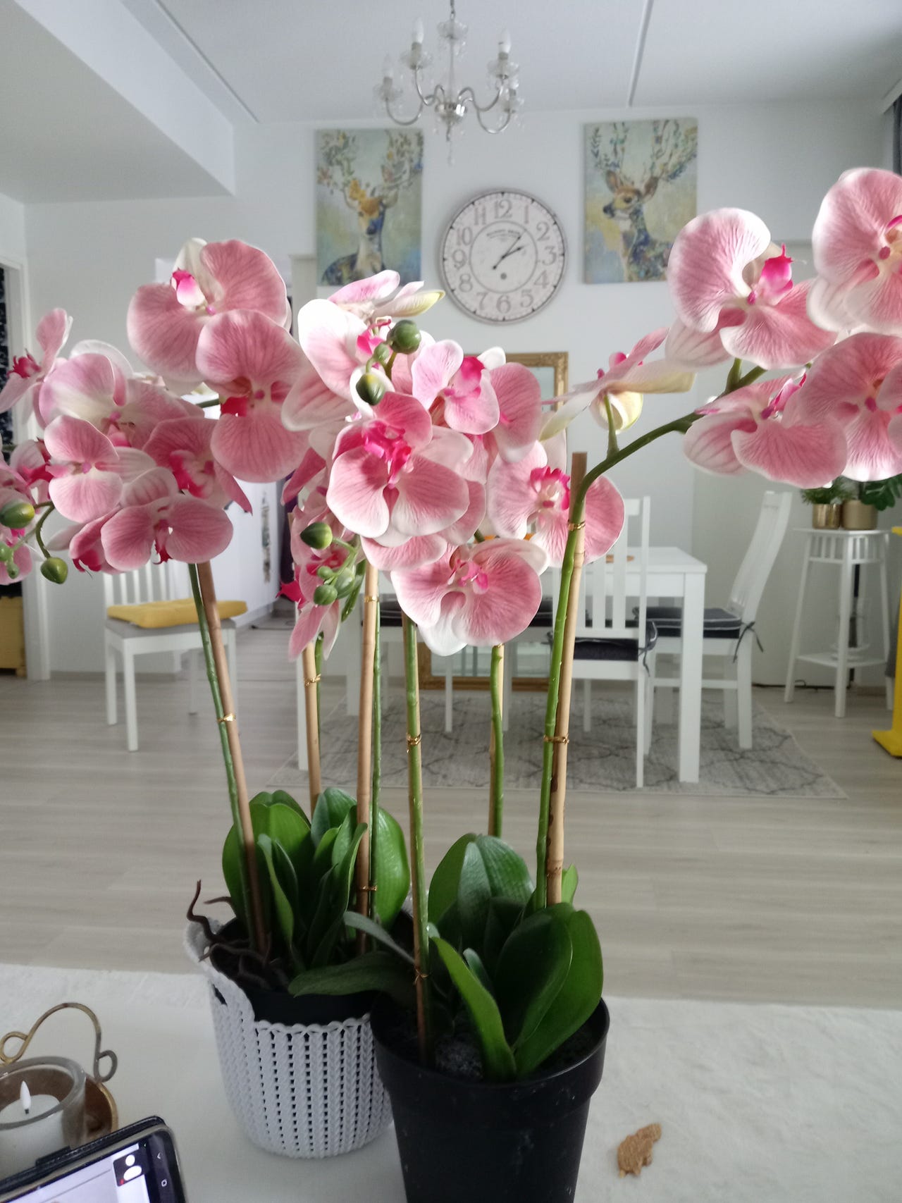 Tekokukkia orgidea | Tori