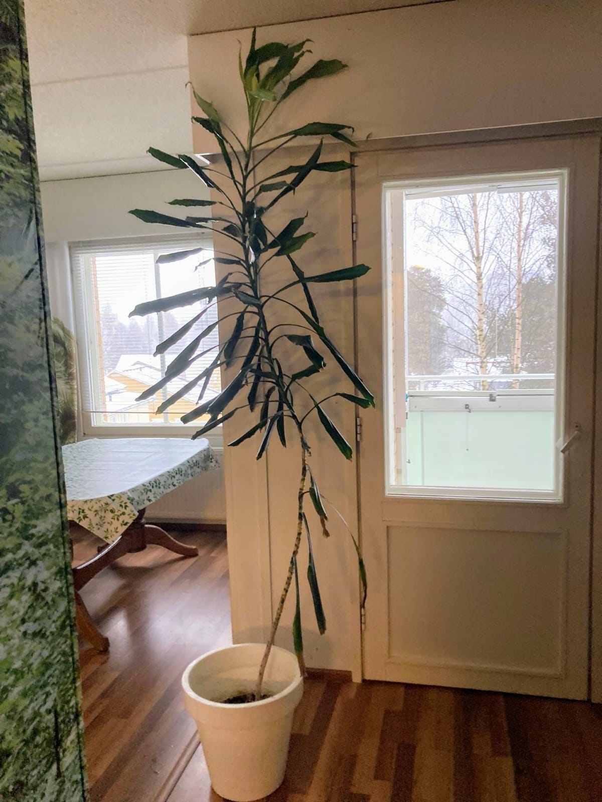 Iso kukka | Tori