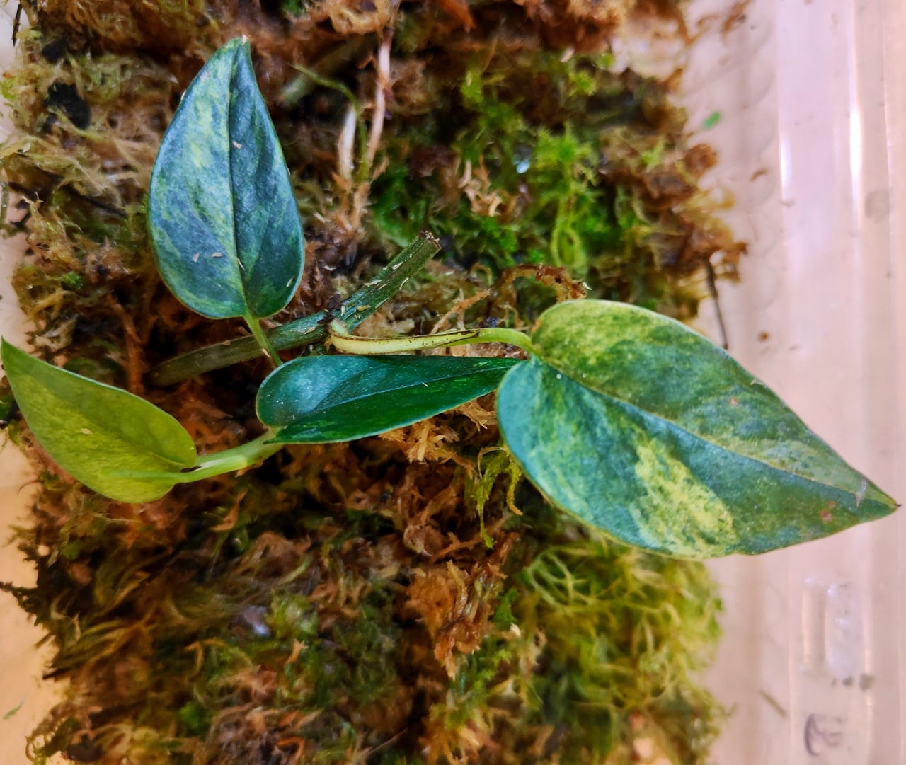 Epipremnum mint variegata pistokas | Tori