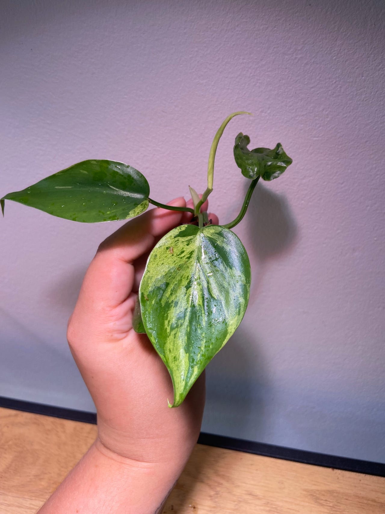 VARATTU Philodendron Hederaceum Oxycardium variegata | Tori