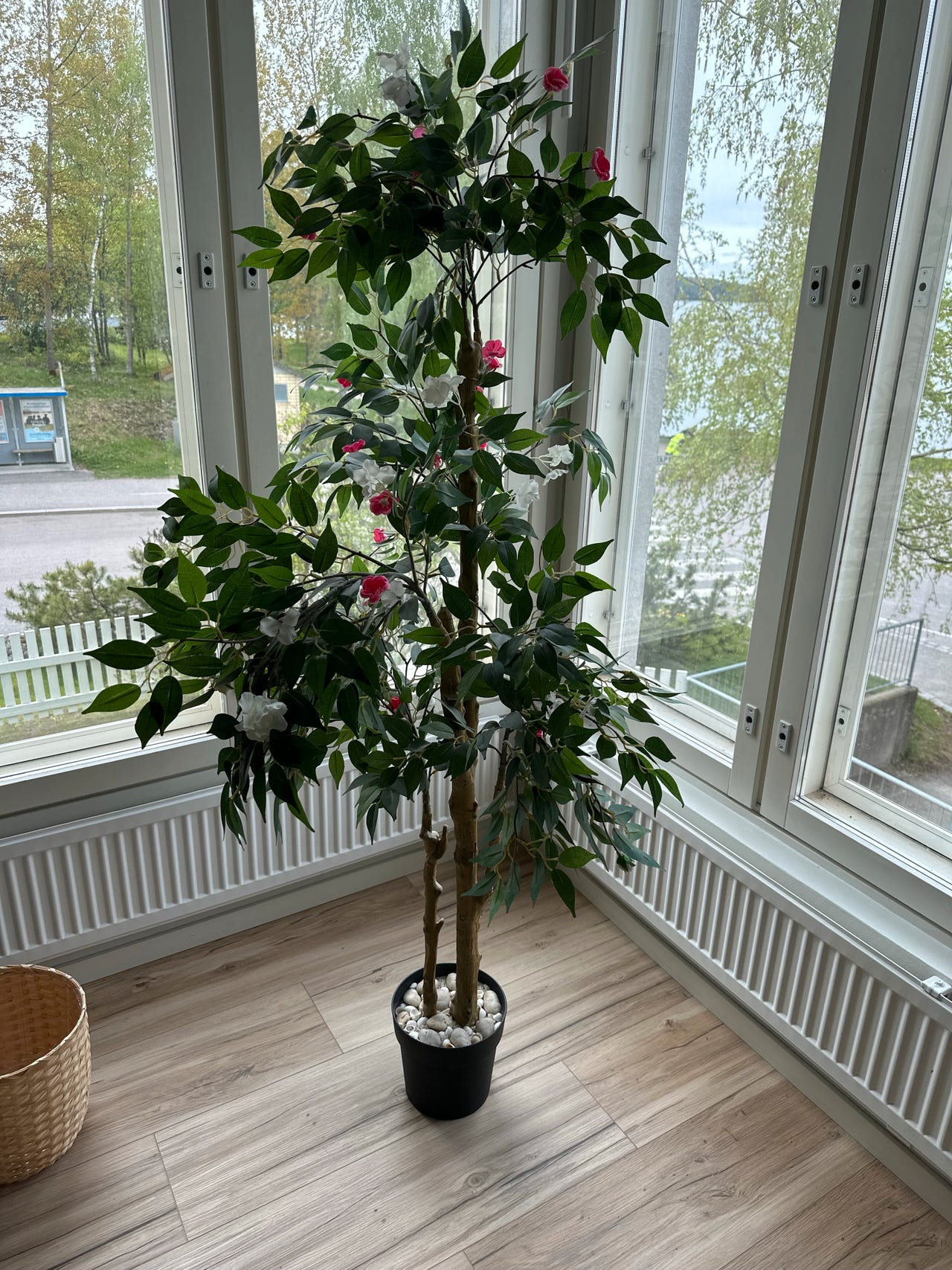 Huonekasvi, lehtipuu, tekokasvi | Tori