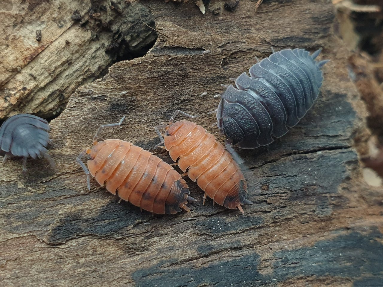 Porcellio scaber 'Lava' - siirat | Tori