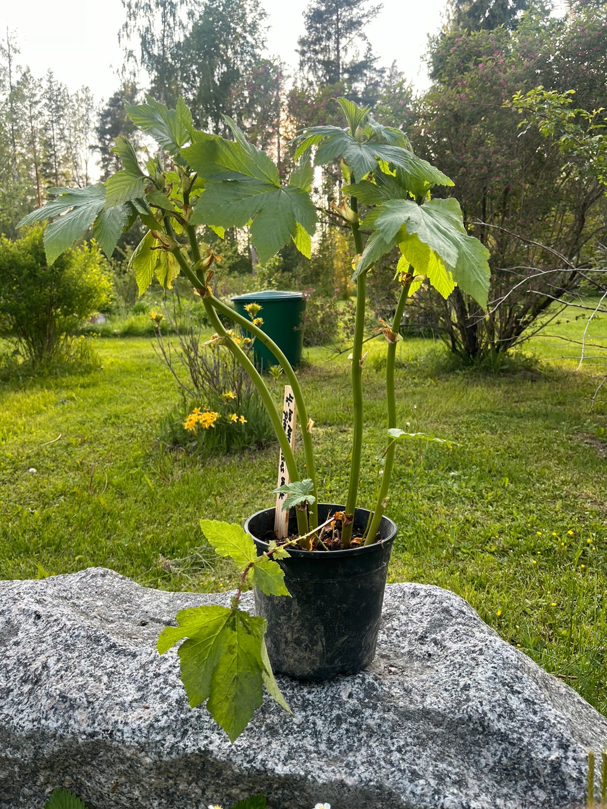 Iso Angervo | Tori