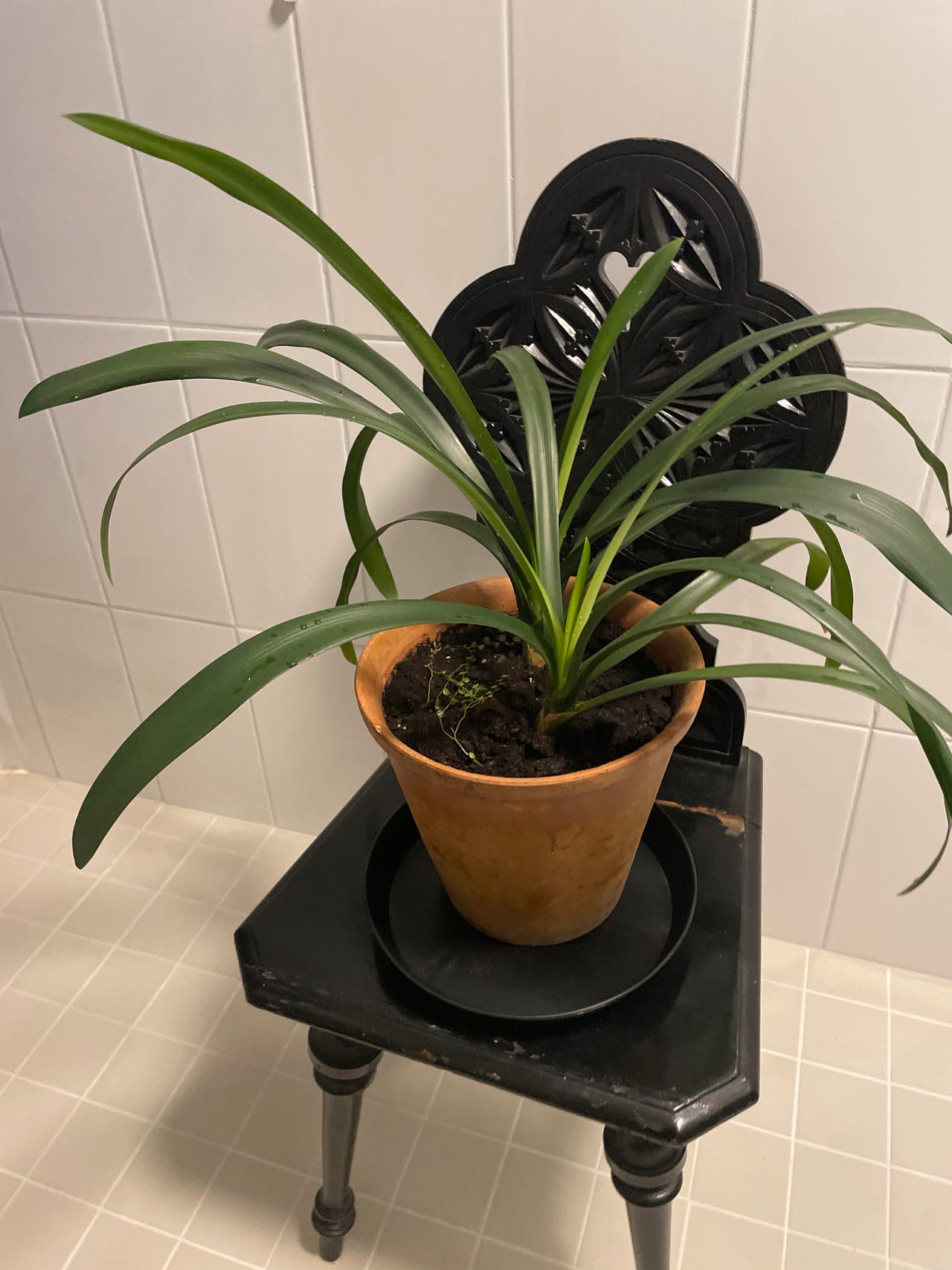 Kliivia saviruukussa | Tori