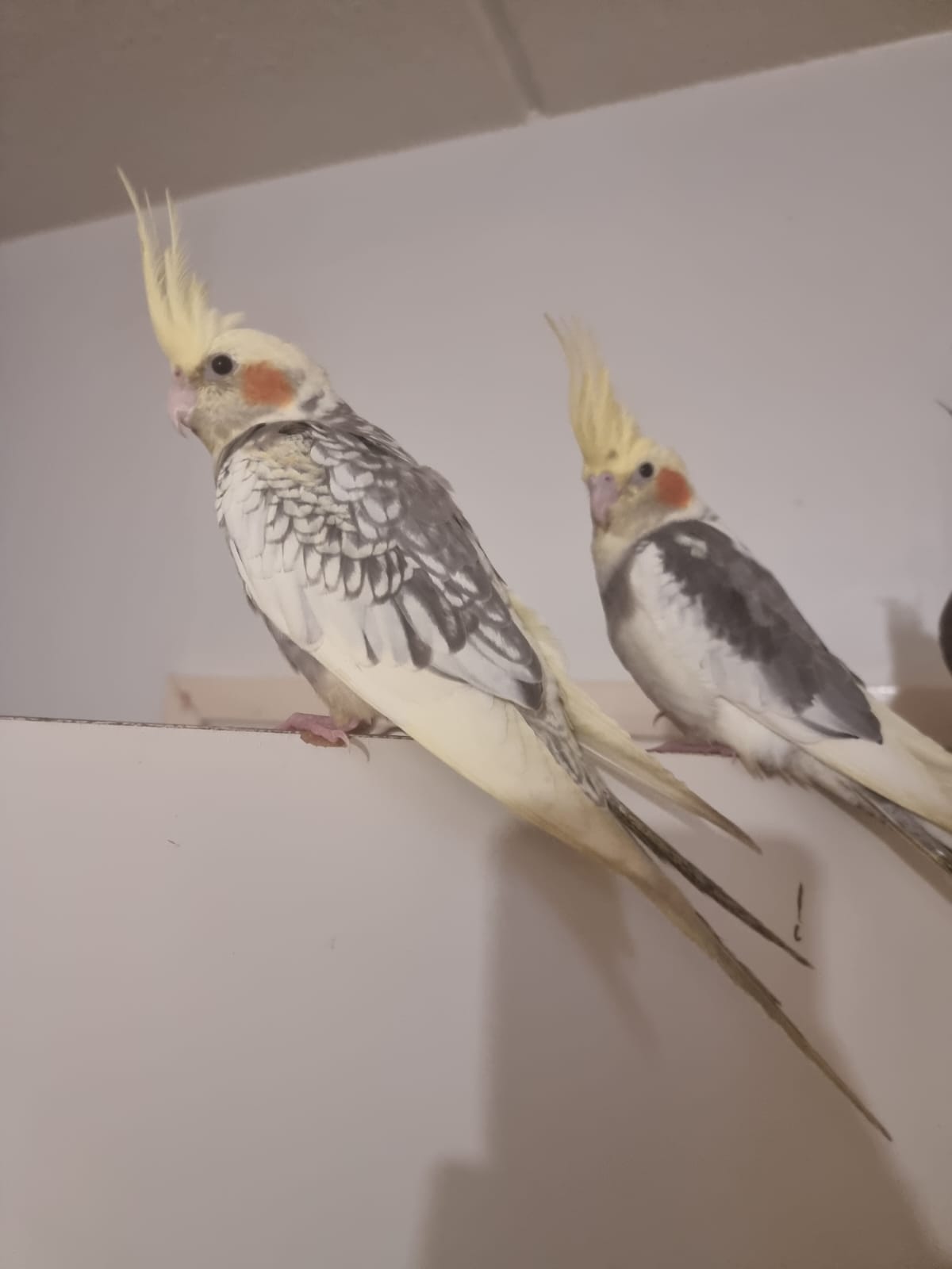 Neitokakadu pari | Tori