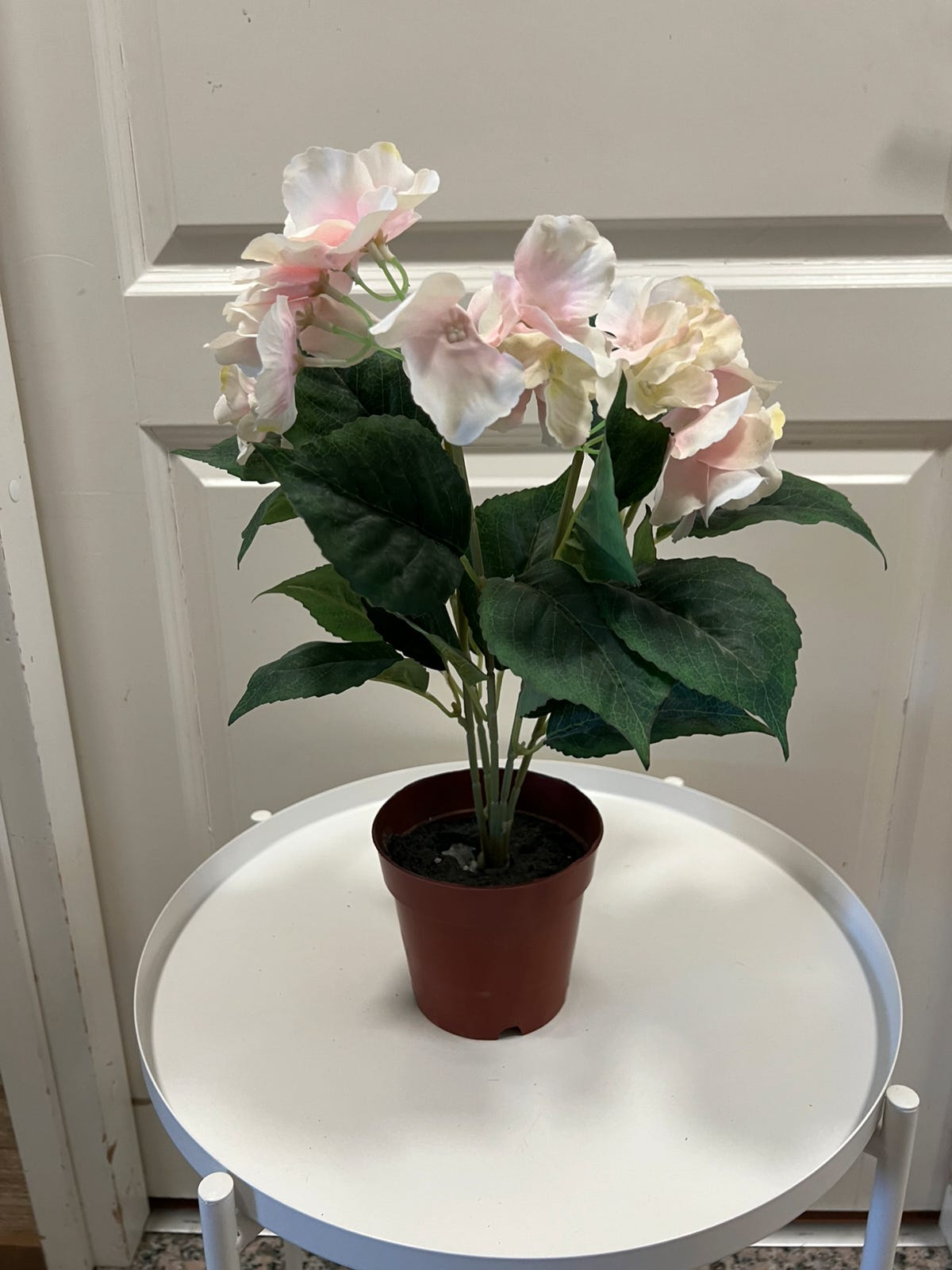 Tekokukka ruukussa. Korkeus 40cm. | Tori