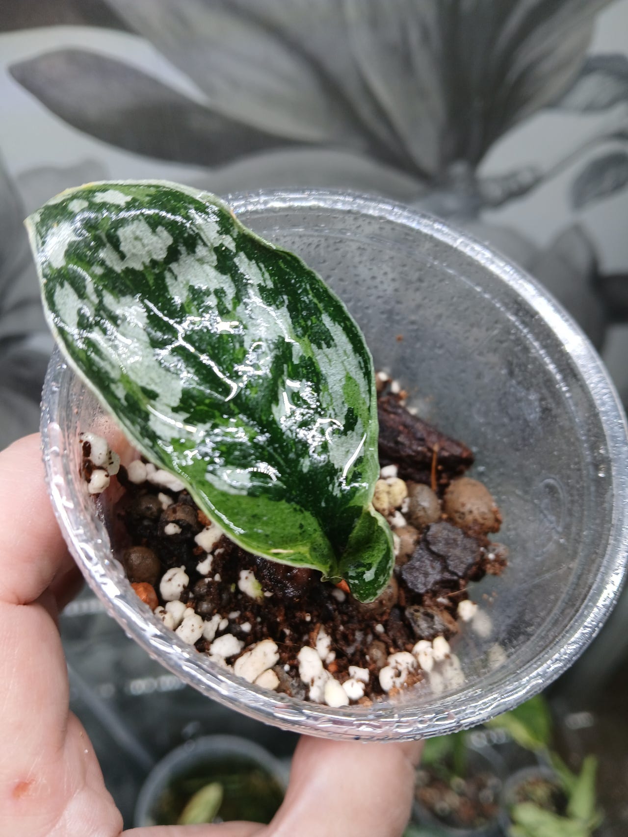 Scindapsus Paraluman, hopeaköynnöslaji | Tori