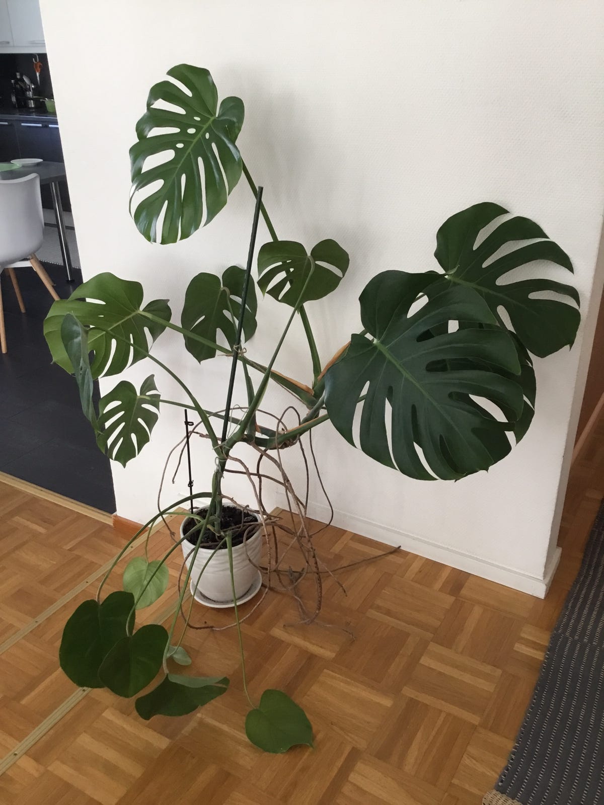 Iso peikonlehti | Tori