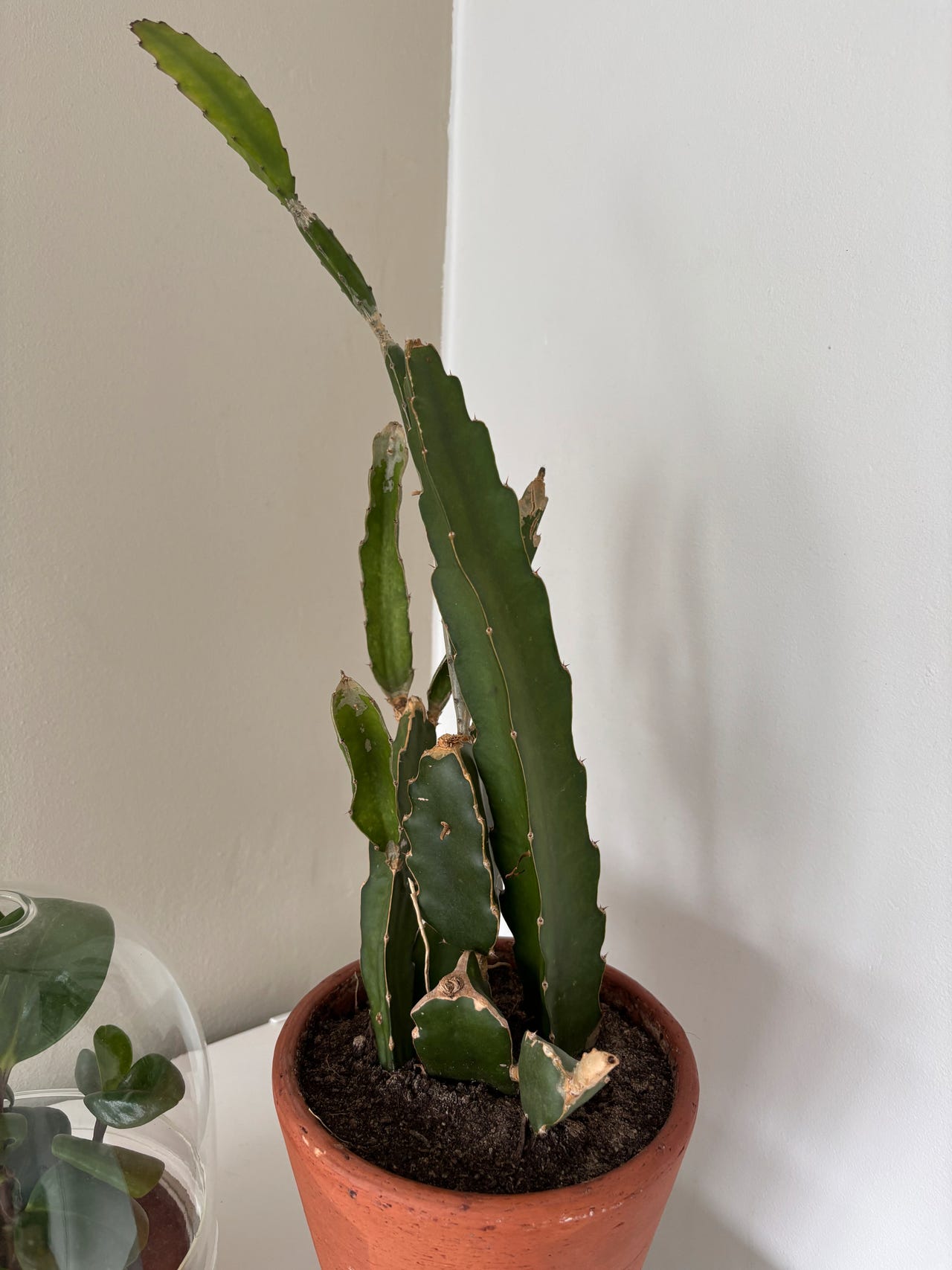 Kaktus, viherkasvi | Tori