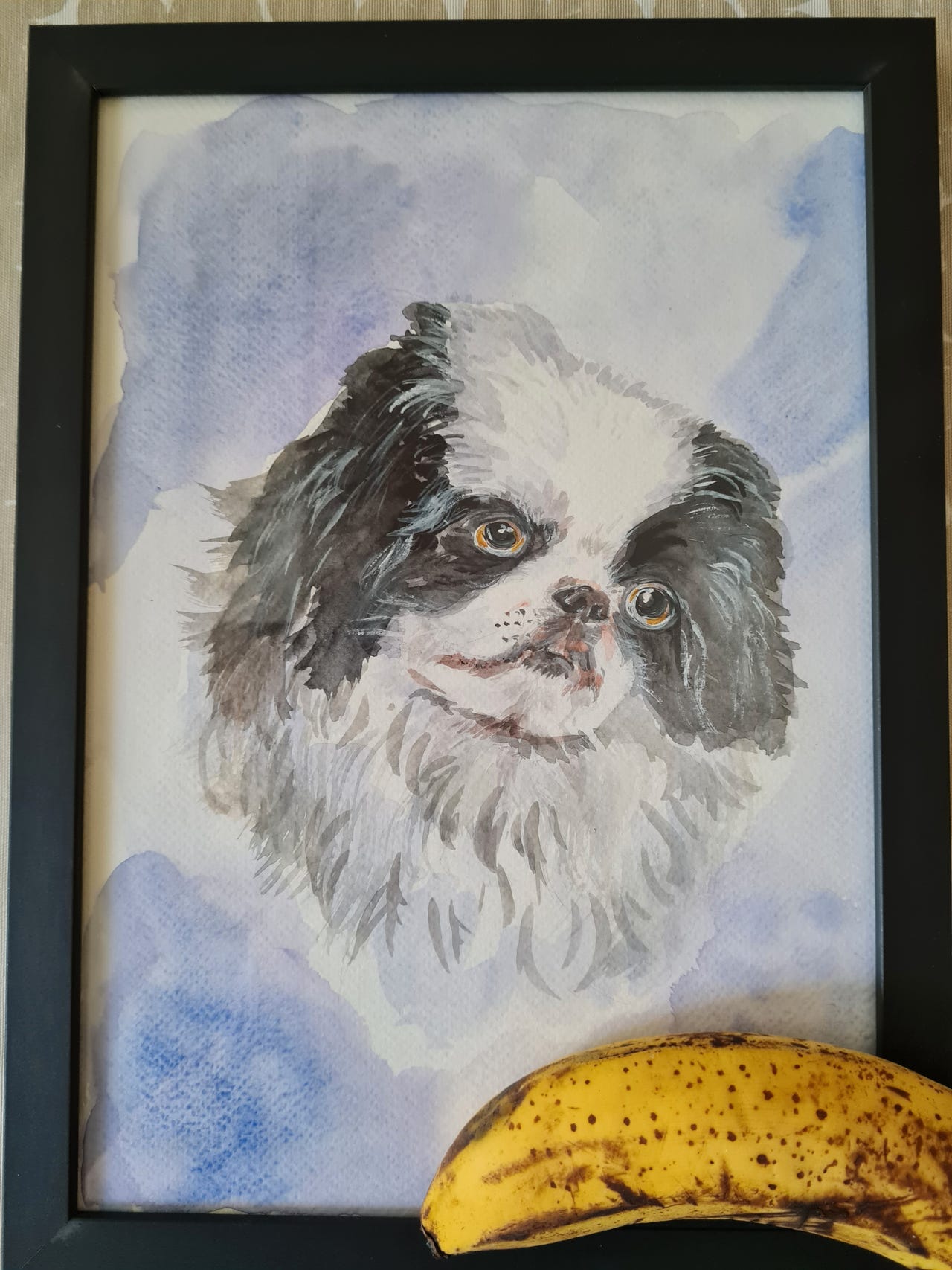 Taulu Japanese Chin pikkukoirasta | Tori