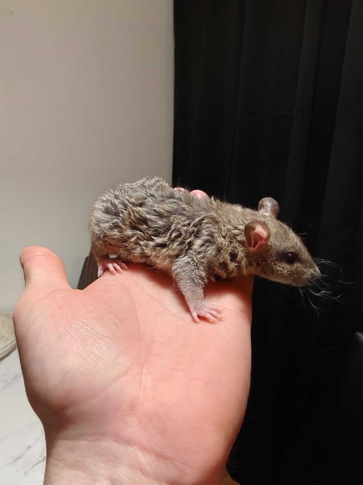 Kesyrottapoikasia | Tori