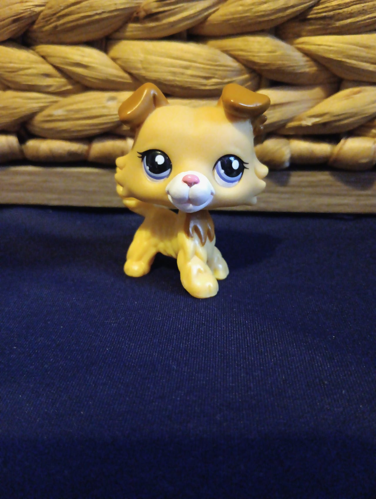 Lps collie aito | Tori