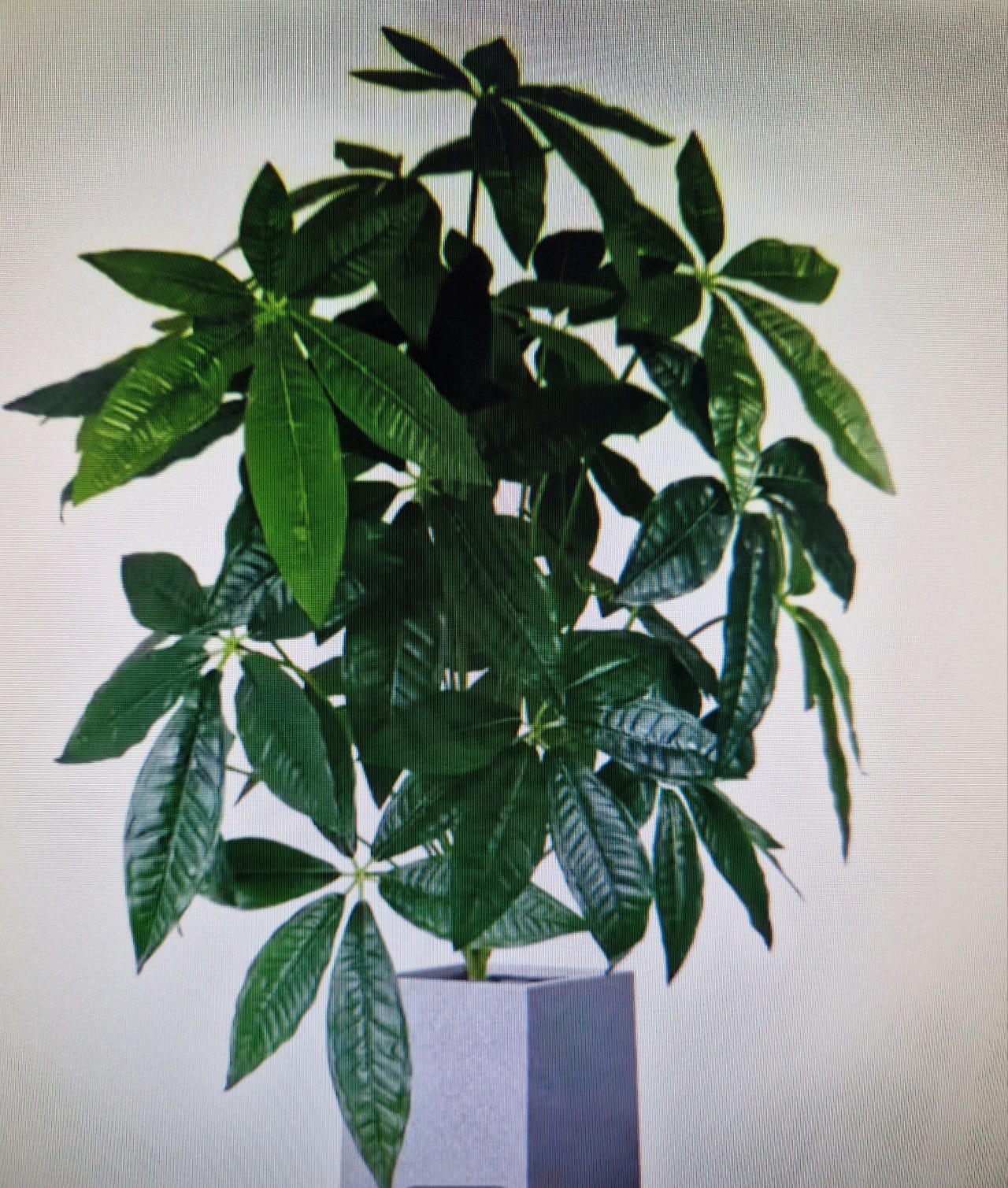 Uusi tekokasvi 65cm. Ilman kuvan ruukkua. | Tori