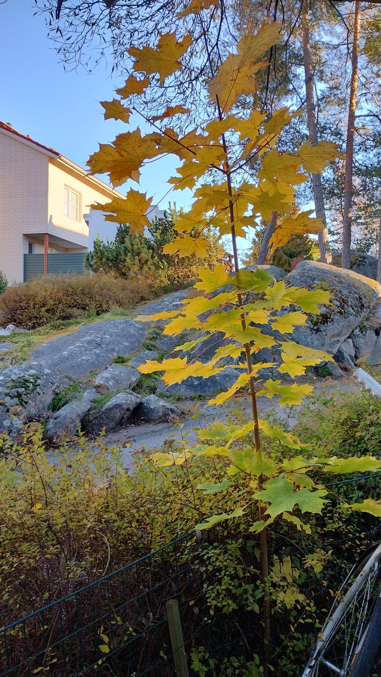 Kaksimetrinen vaahteranalku etsii uutta kotia. | Tori