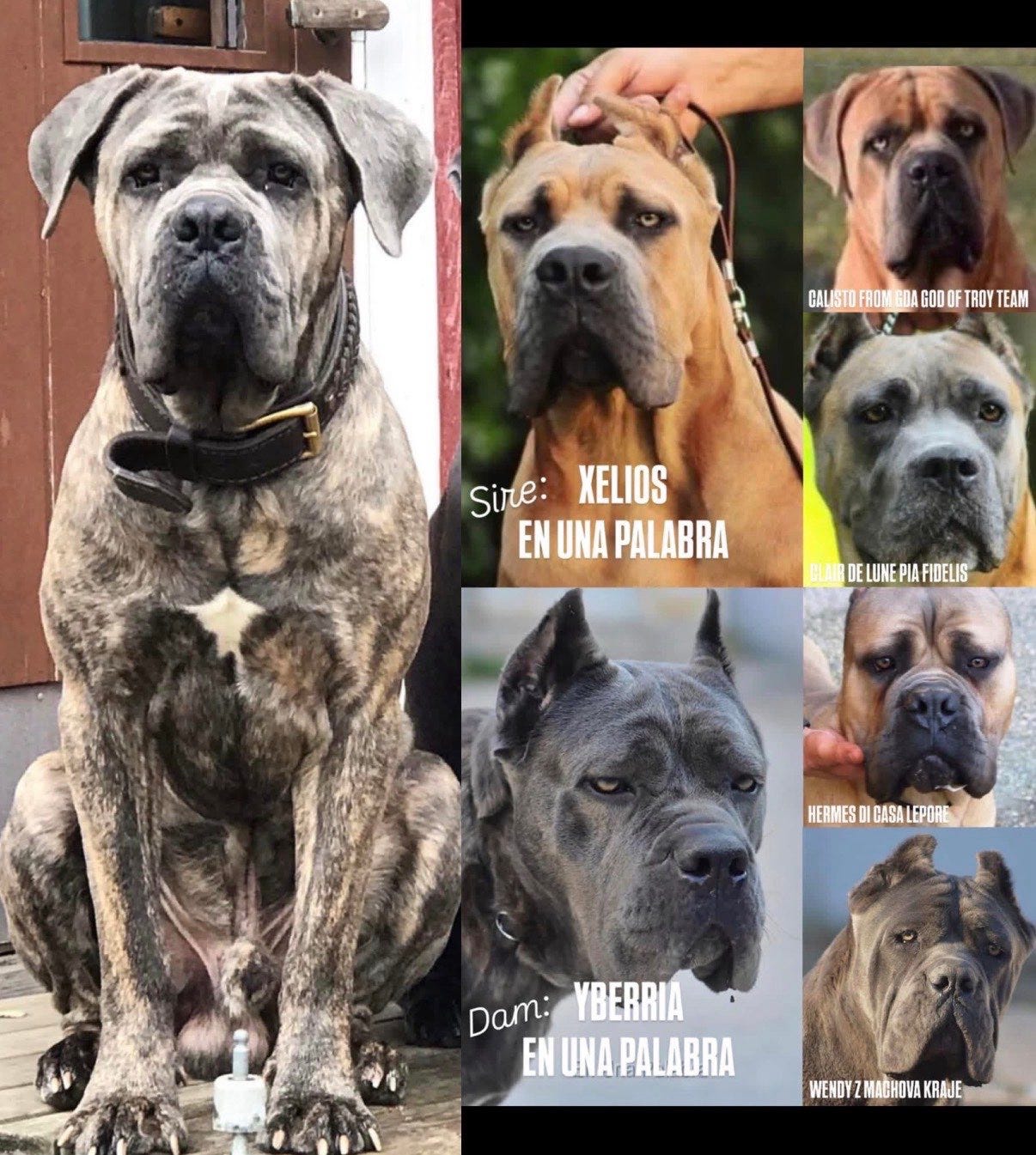 Cane Corso | Tori