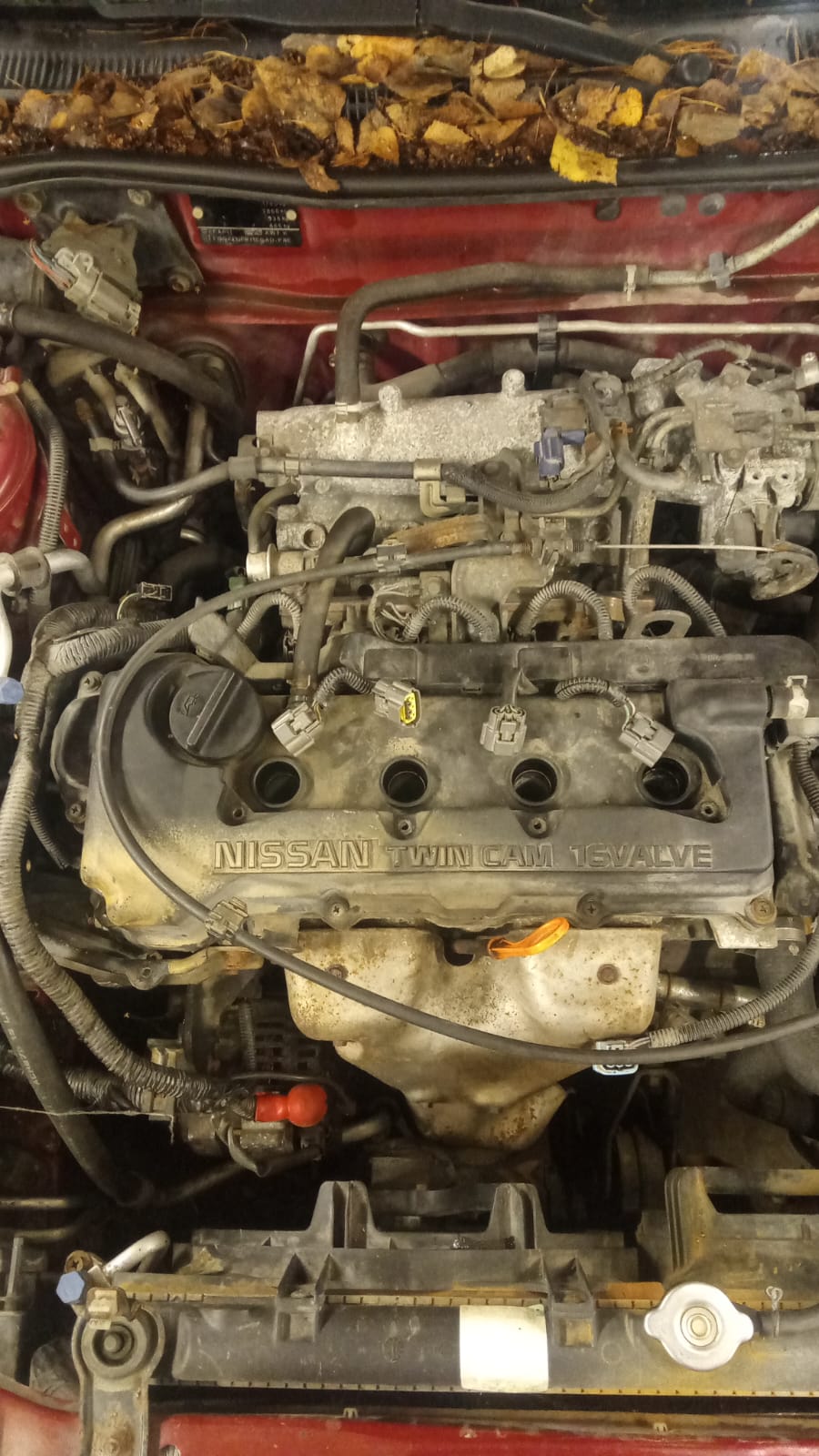 Nissan primera P11 | Tori