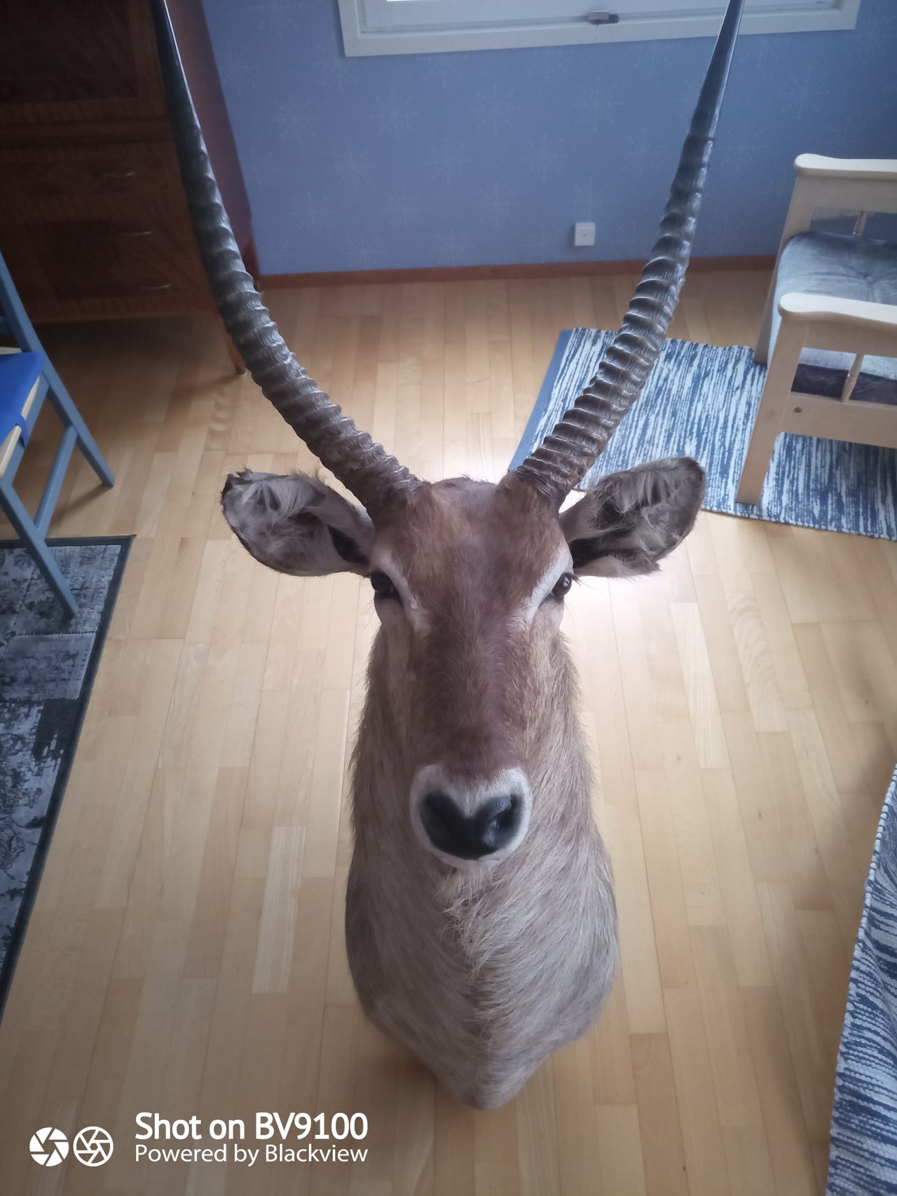 Vesiantiloopi trofee seinäkoriste | Tori