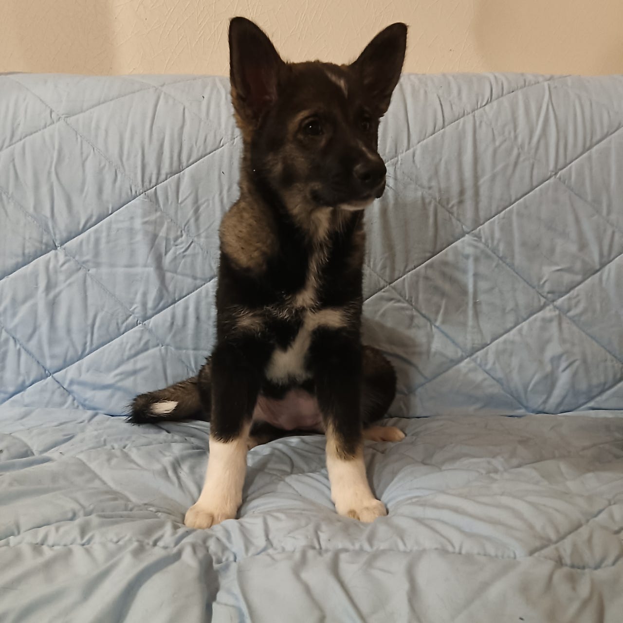 Harvinaisia metsästys koiran pentuja | Tori