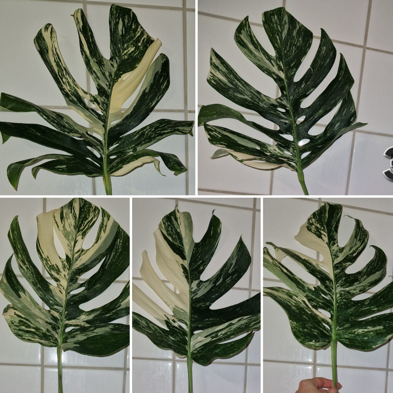 🍀Monstera Albo Variegatan pistokkaat juurineen. | Tori