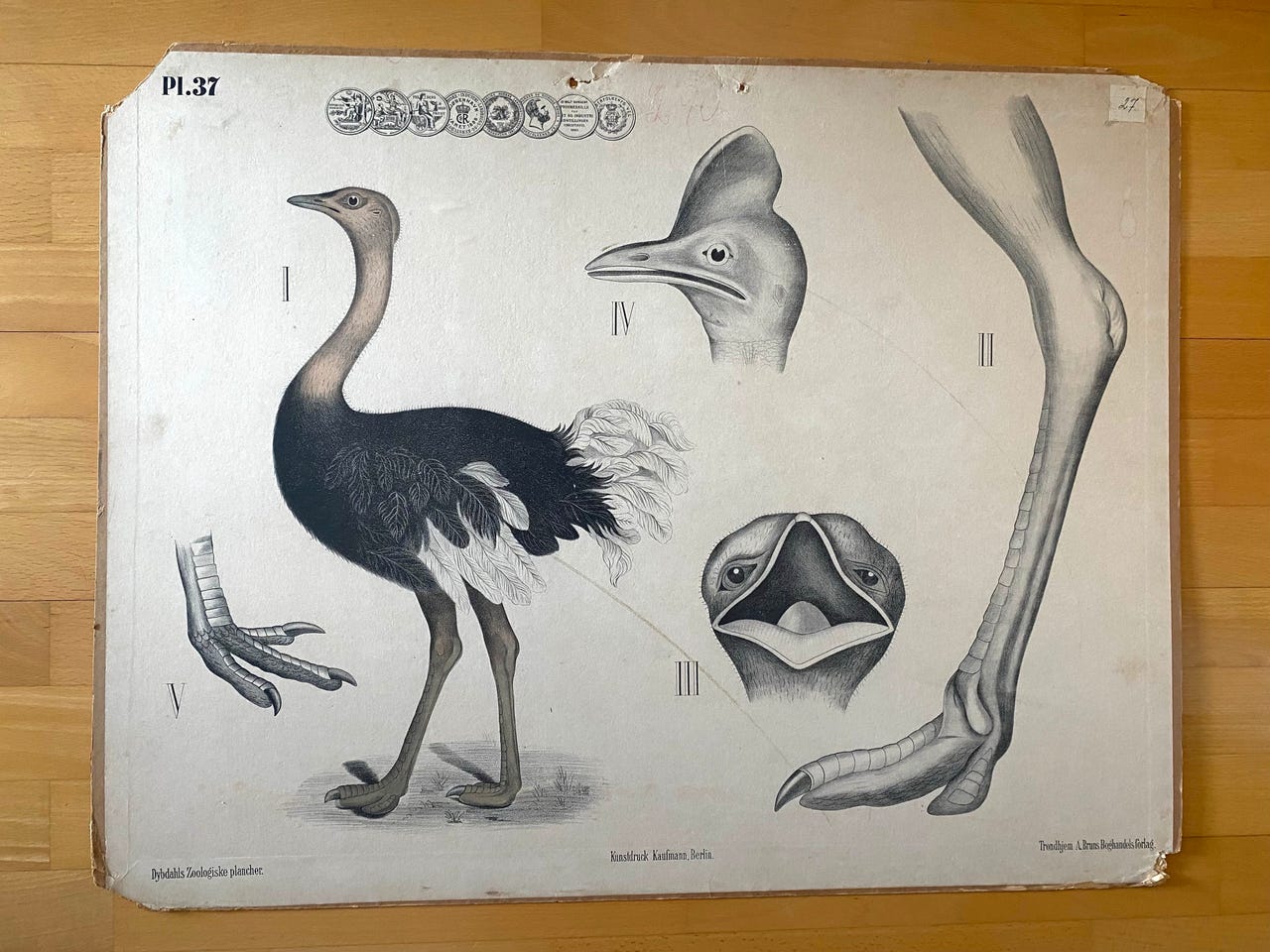 Opetustaulu Strutsi | Tori