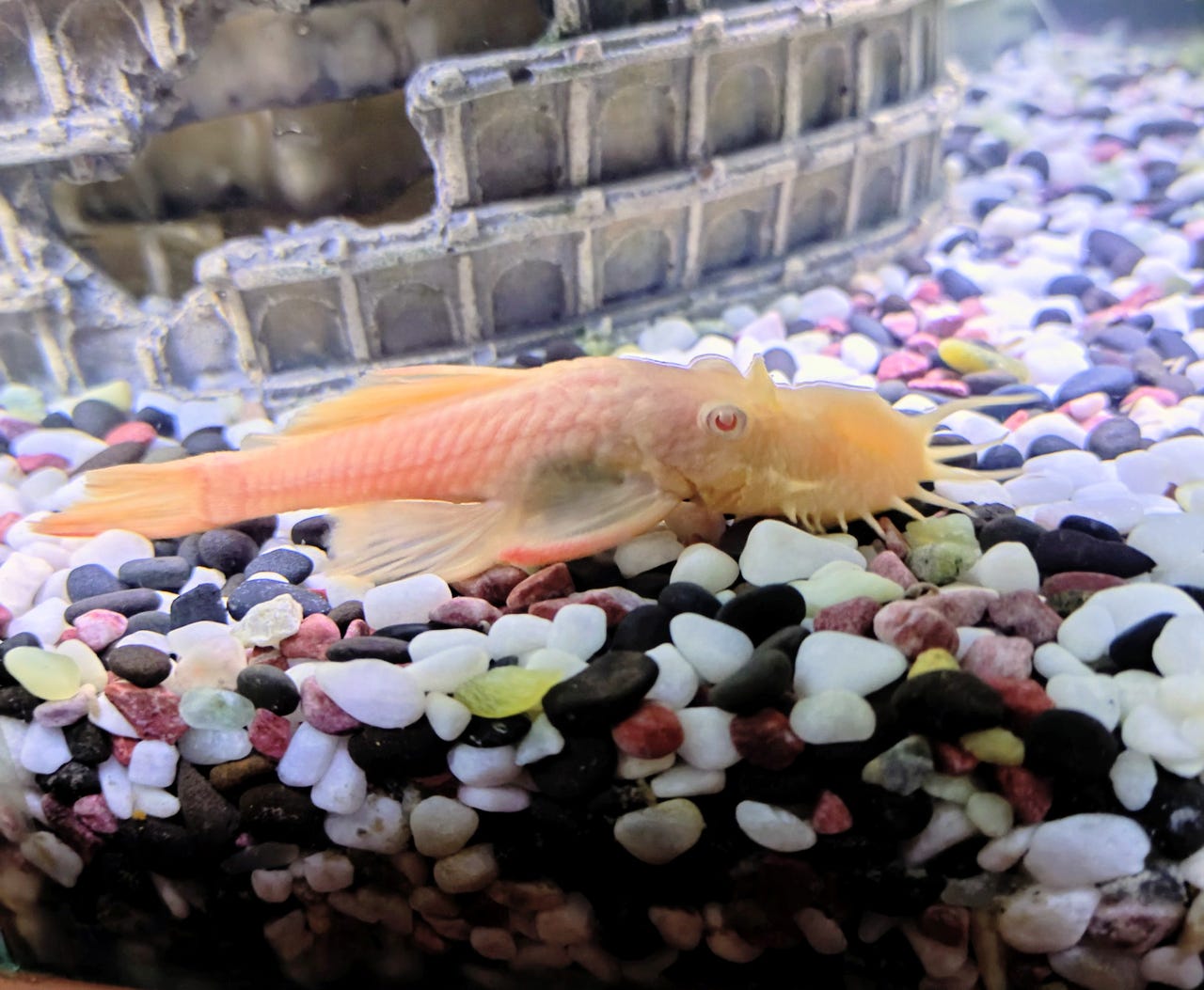 Albiino partamonni koiras | Tori