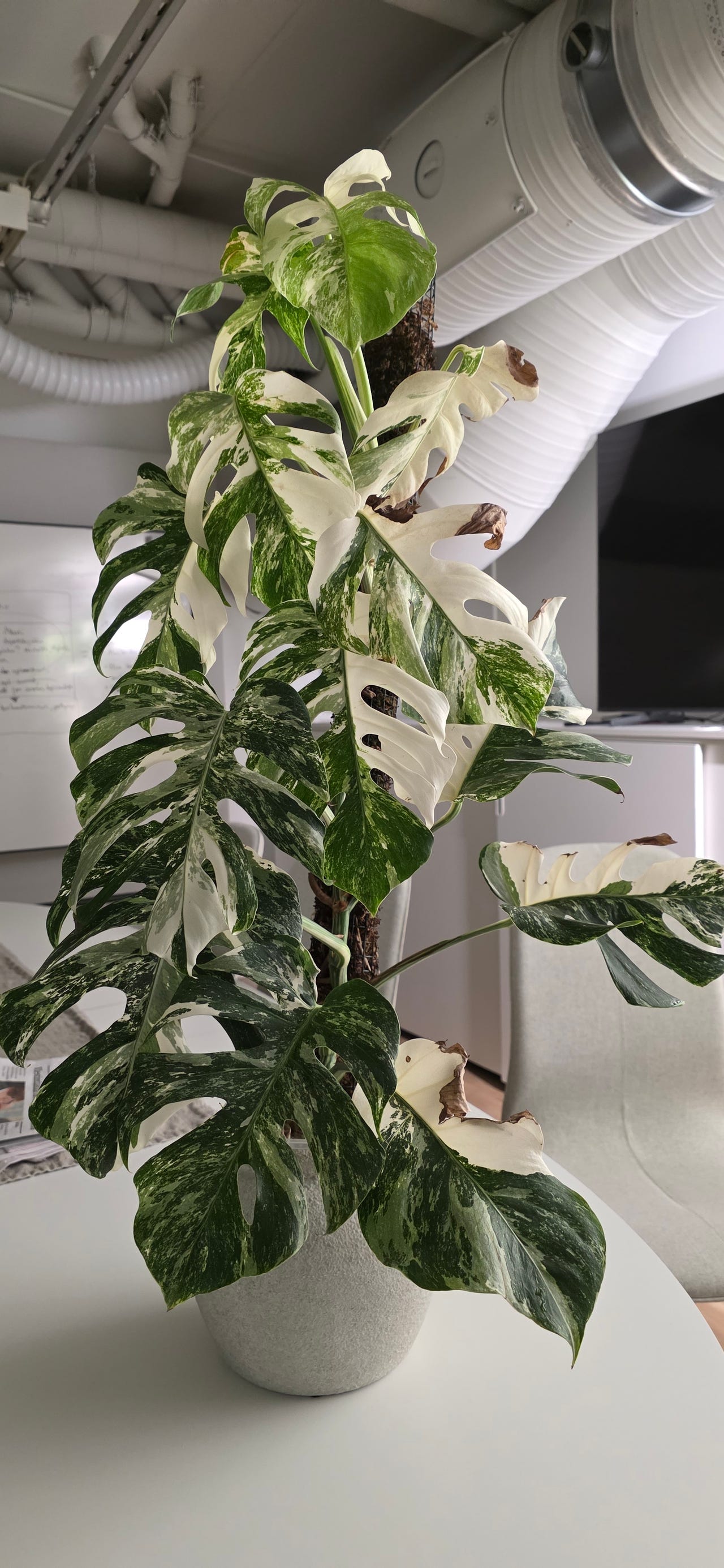 Monstera Deliciosa Albo Variegata | Tori