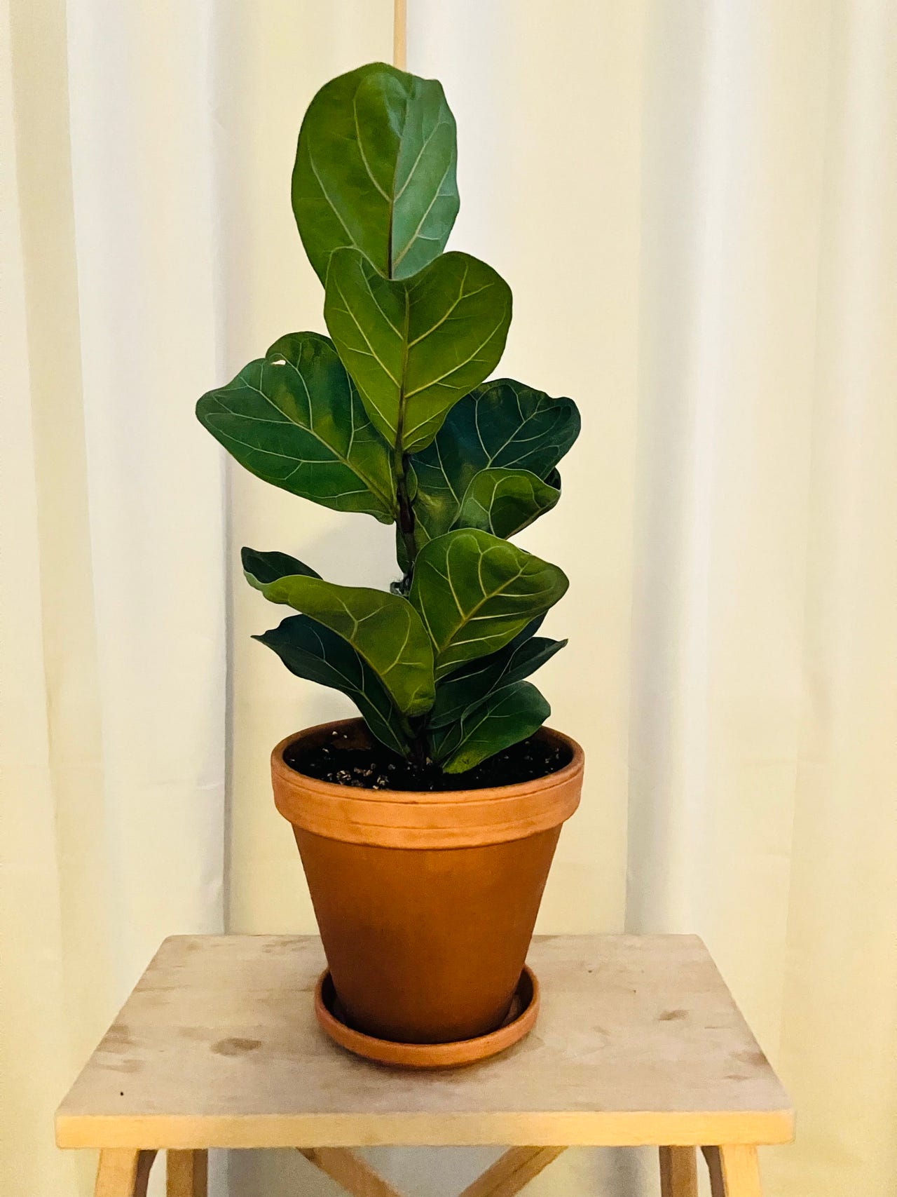 Fiddle Leaf Fig huonekasvi vihreä | Tori