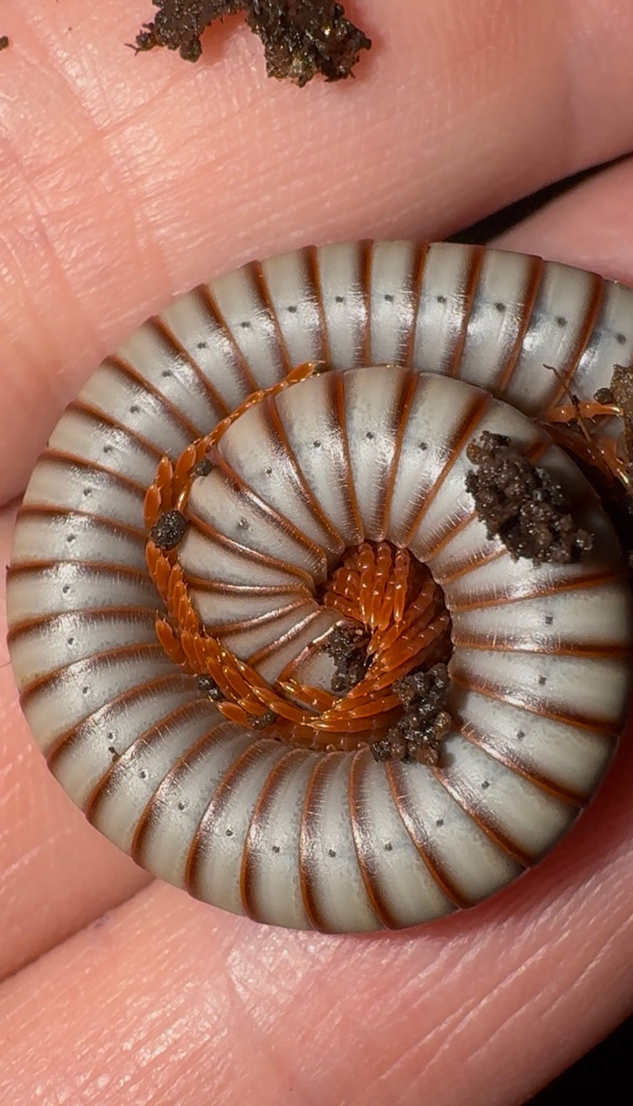 Atopochetus caudulanus “Thai Rainbow Millipede” Tuhatjalkainen | Tori