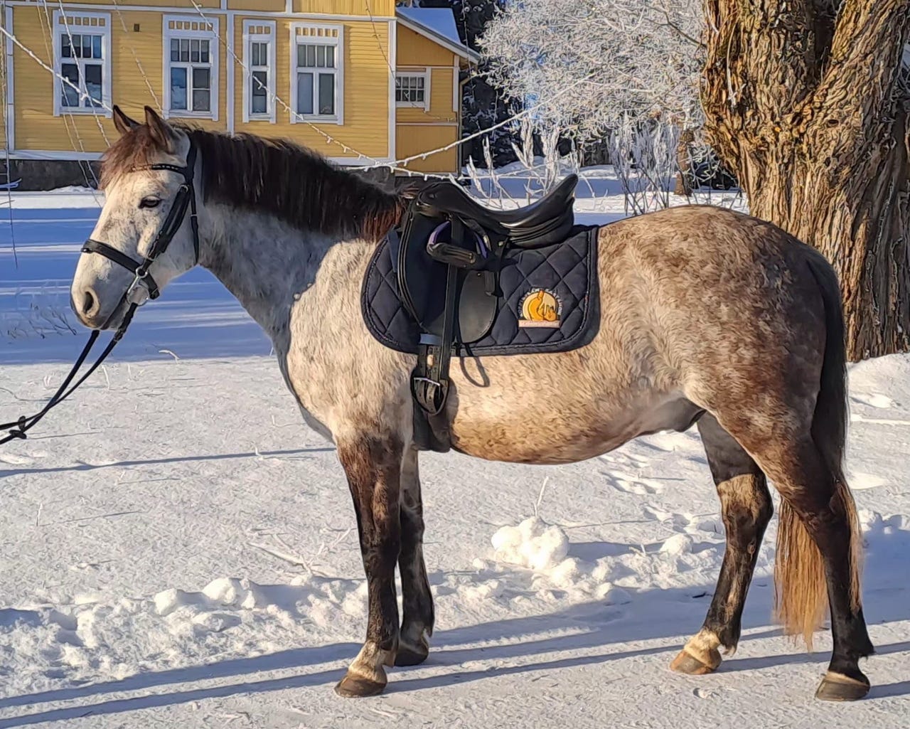Sympaattinen 8v. Poniruuna | Tori