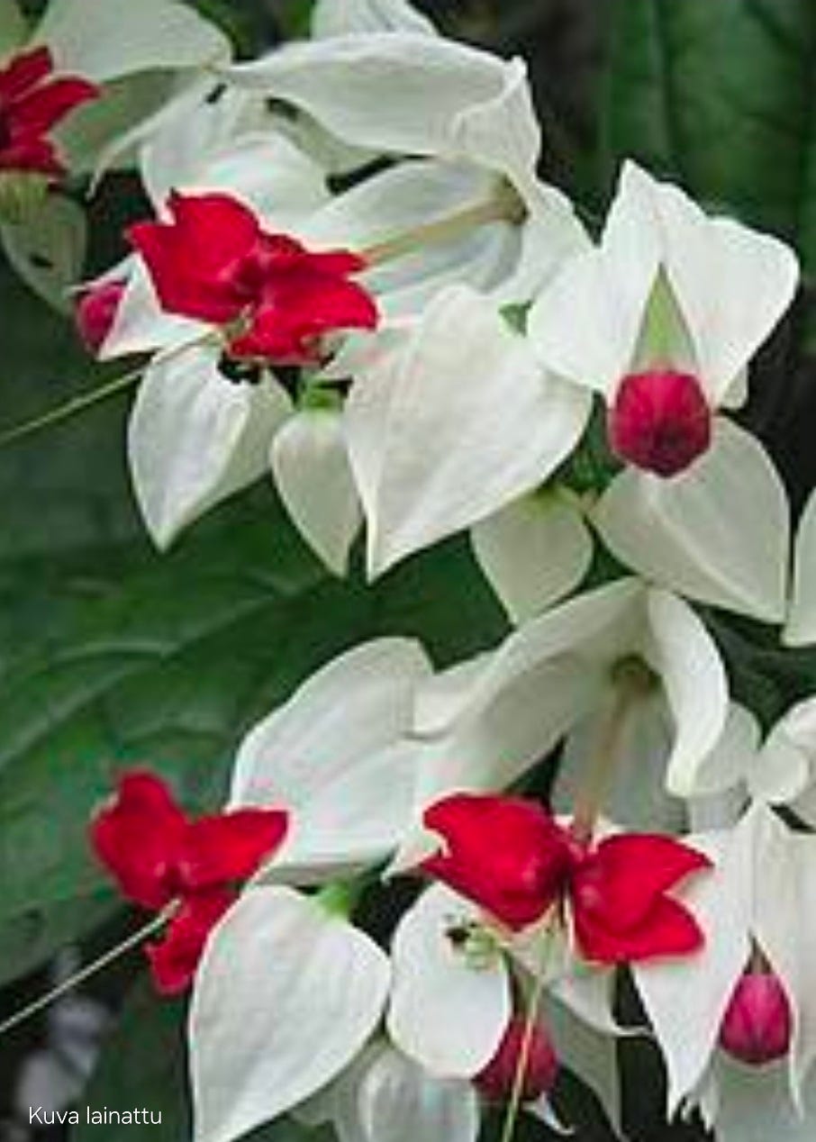 Kirjokohtalonköynnös (Clerodendrum thomsoniae variegata) | Tori
