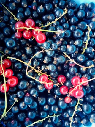 Viinimarja | Myydään | Tori